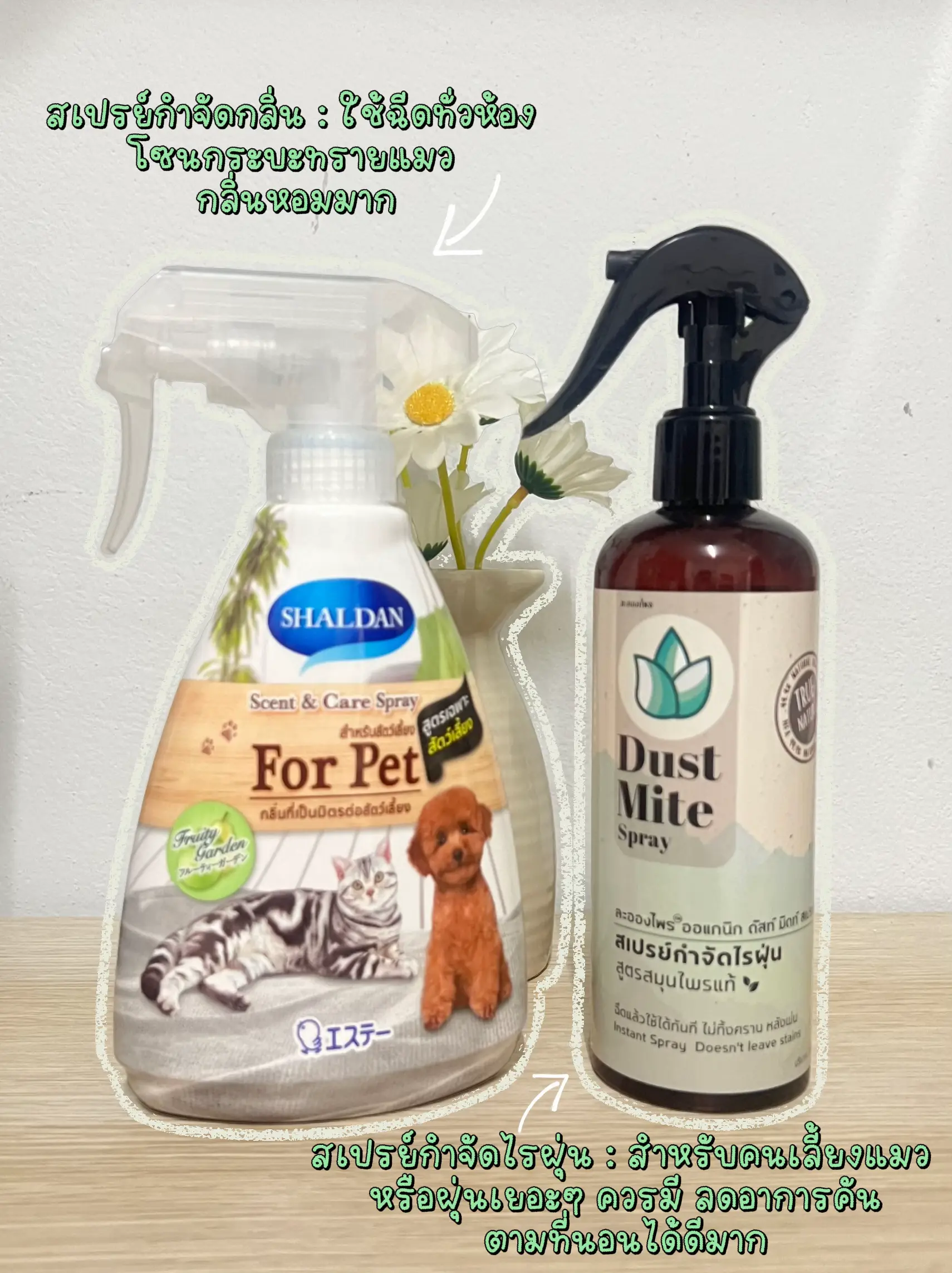 ของใช้น้องแมว ที่ควรมีติดบ้าน | แกลเลอรีที่โพสต์โดย Yves.tt | Lemon8