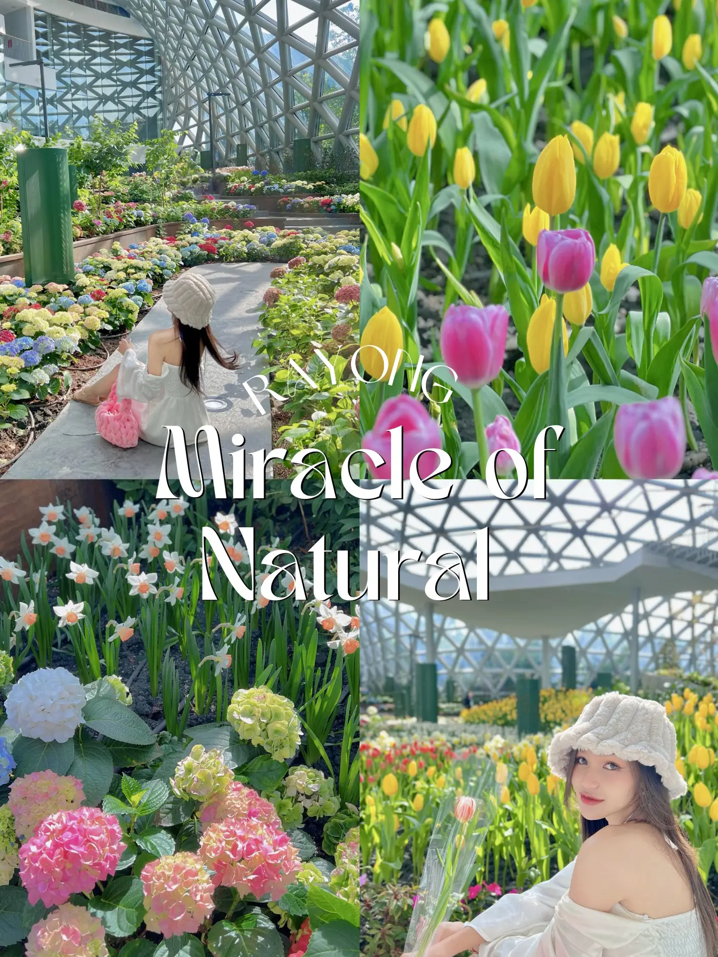 สวนดอกทิวลิป🌷, ถ่ายรูปกับทิวลิป🌷,miracle of natural 🌷 | แกลเลอรีที่โพสต์โดย titkongwaan | Lemon8