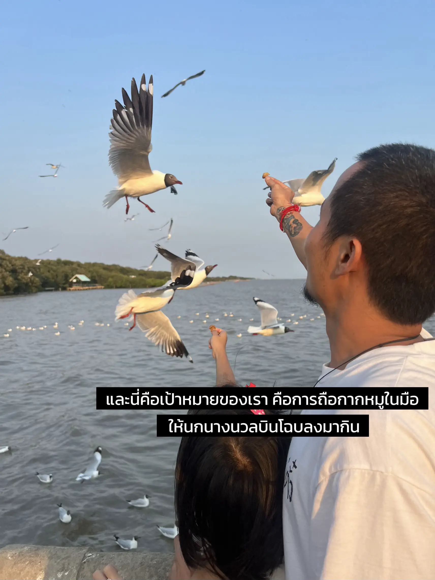 ดูนกนางนวลปีละครั้งที่สถานตากอากาศบางปู | แกลเลอรีที่โพสต์โดย bb_bell | Lemon8