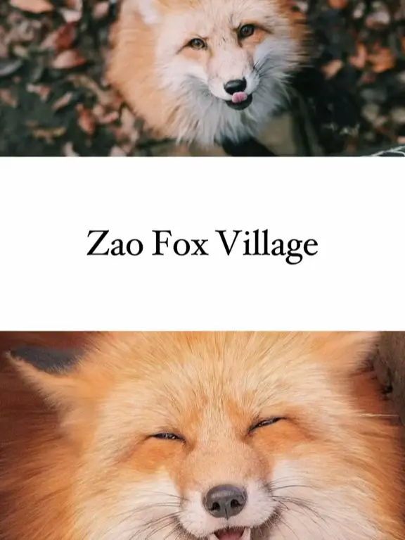 🇯🇵 𝐙𝐚𝐨 𝐅𝐨𝐱 𝐕𝐢𝐥𝐥𝐚𝐠𝐞 หมู่บ้านจิ้งจอก 🦊 | วิดีโอที่เผยแพร่โดย Nexttripholiday | Lemon8