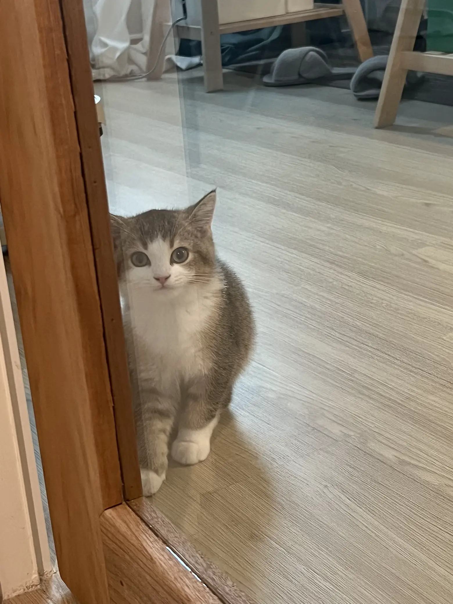 รีวิวแมวตัวแรก😽 | แกลเลอรีที่โพสต์โดย Poy Fineday | Lemon8