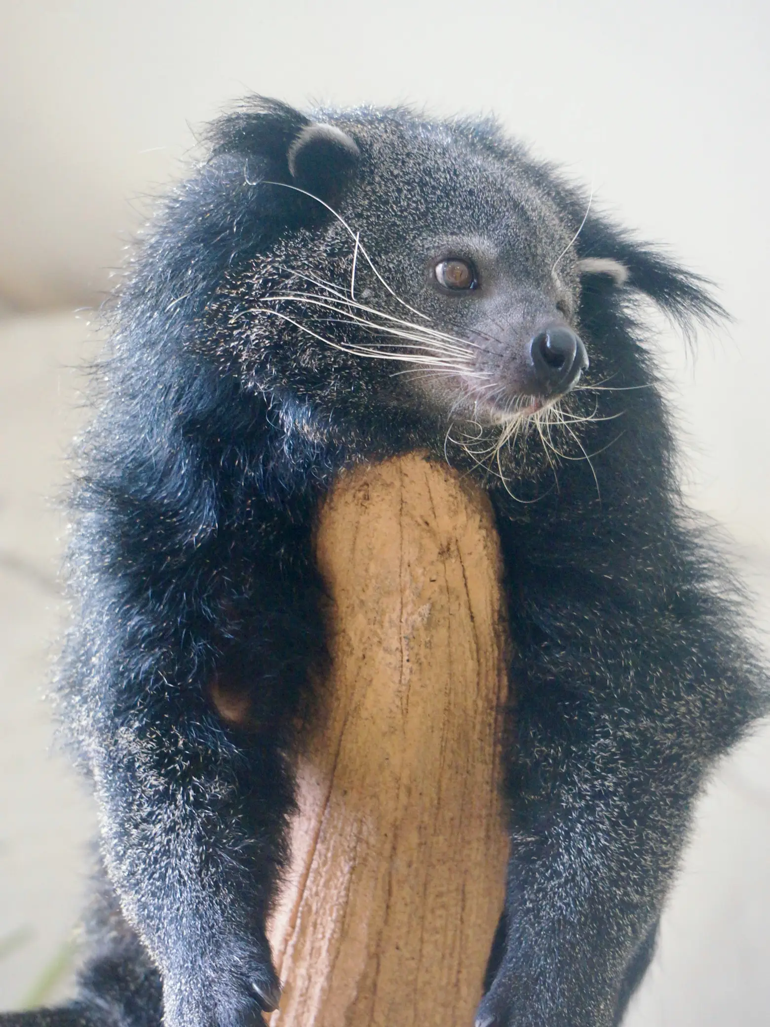[Nasu] Nasu Animal Kingdom | Gallery posted by Shima | Lemon8