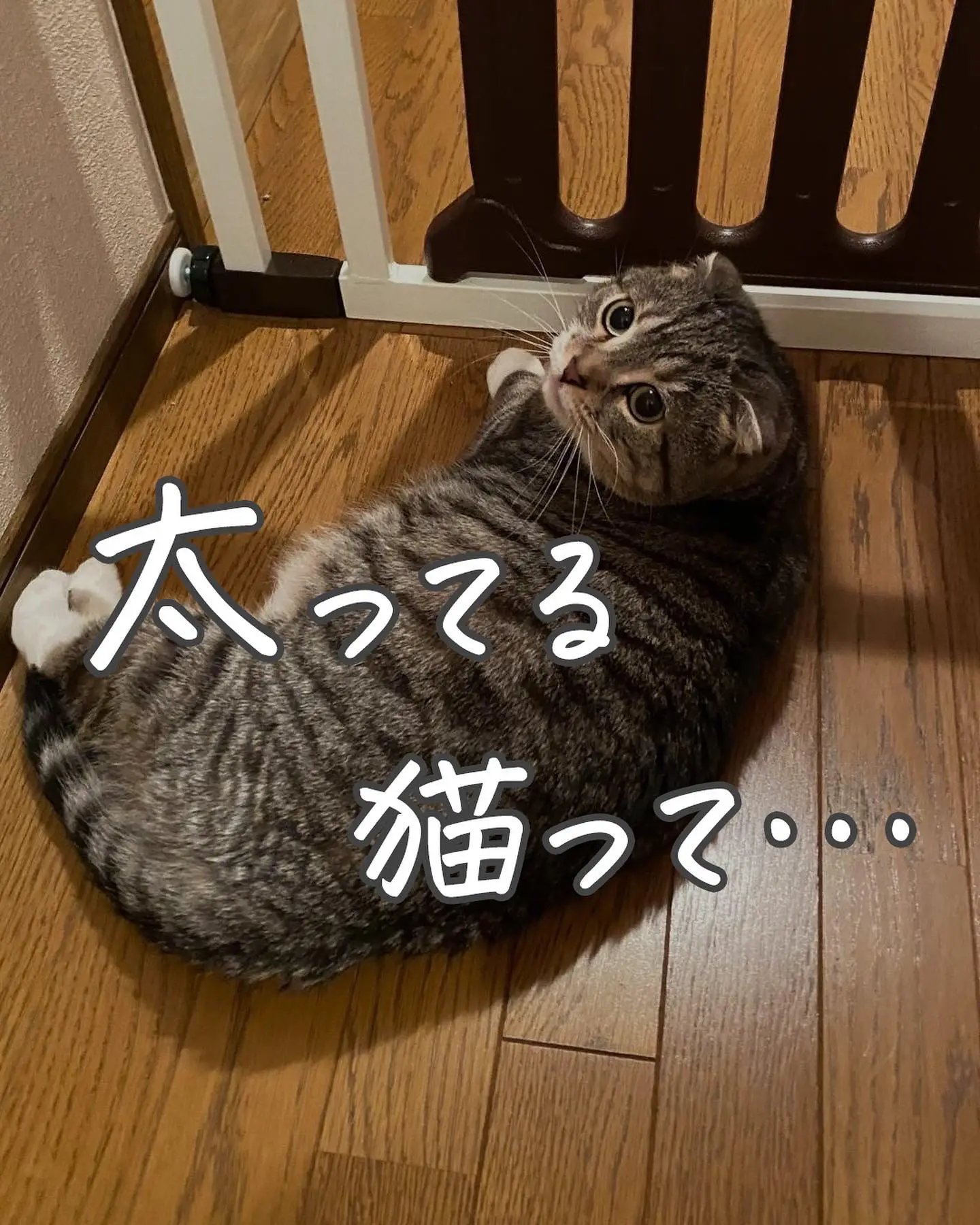 太ってる猫って実はかわいいですよね!?って話 ねこぞーが投稿したフォトブック Lemon8