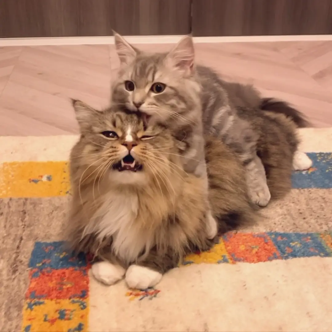 Lets go 🛵💨 | Video published by ねこ3との暮らし | Lemon8