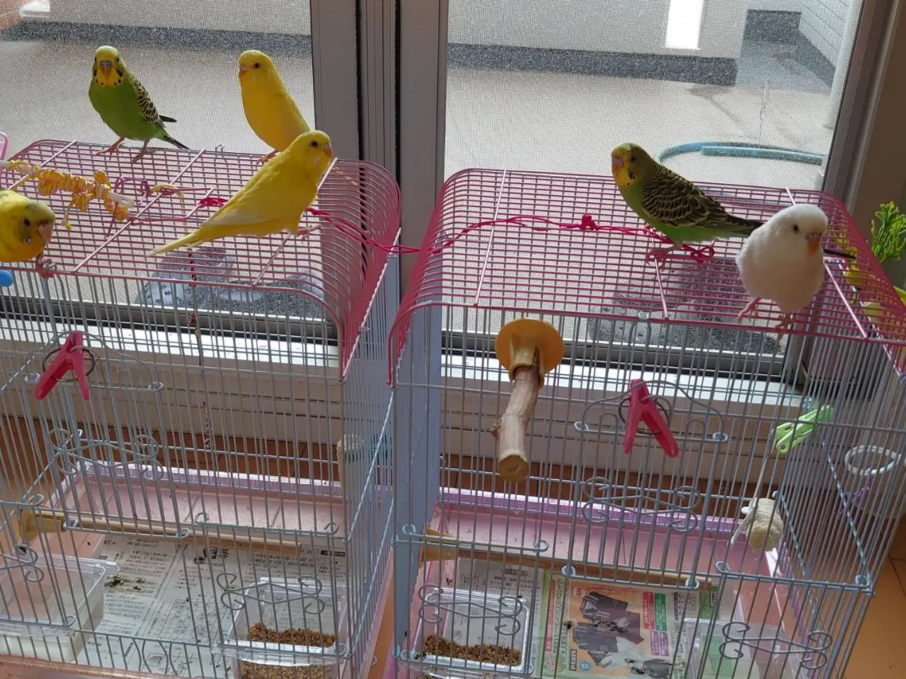 Bird Noble | Gallery posted by きり実 | Lemon8