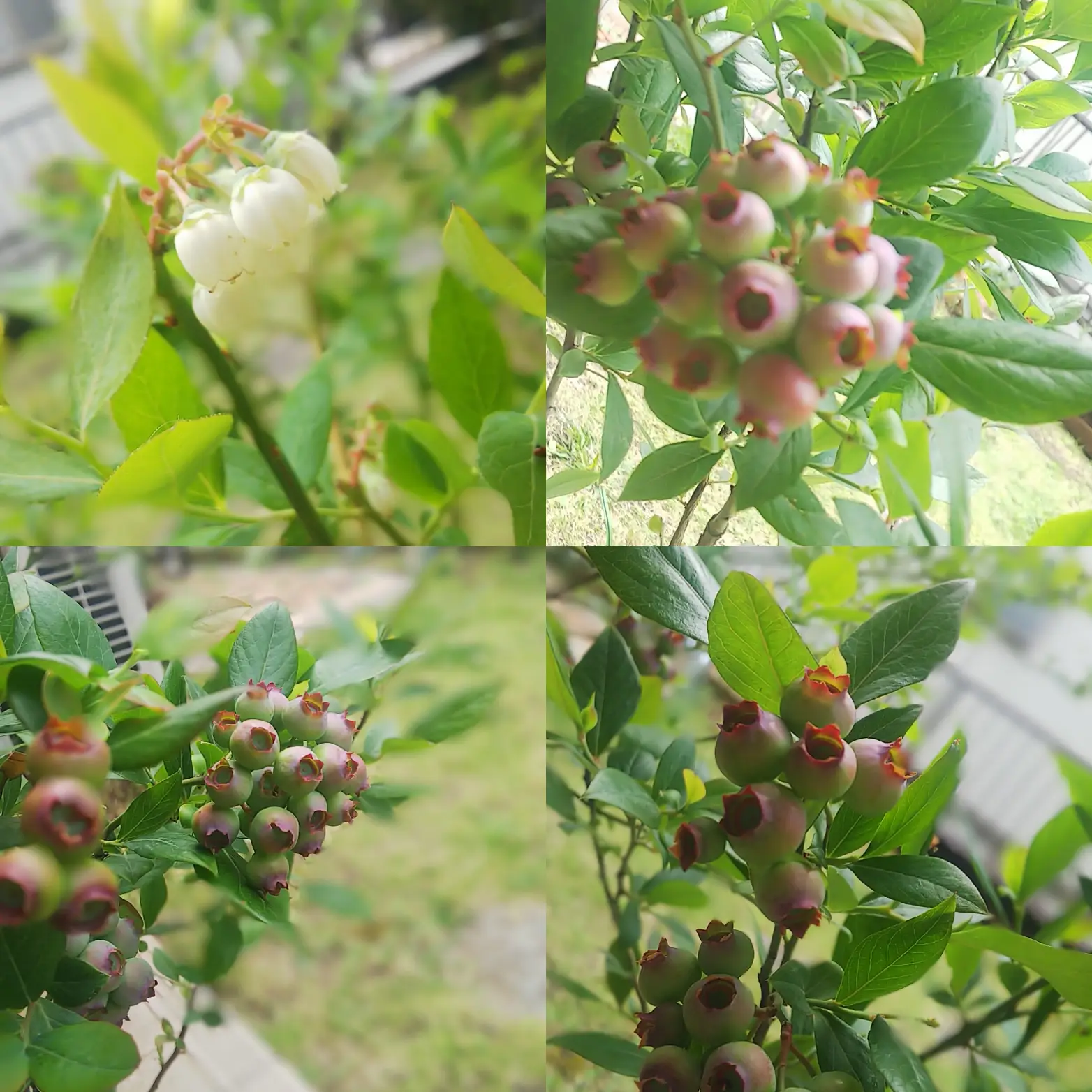 Dango than Hana? | Gallery posted by あずきき | Lemon8