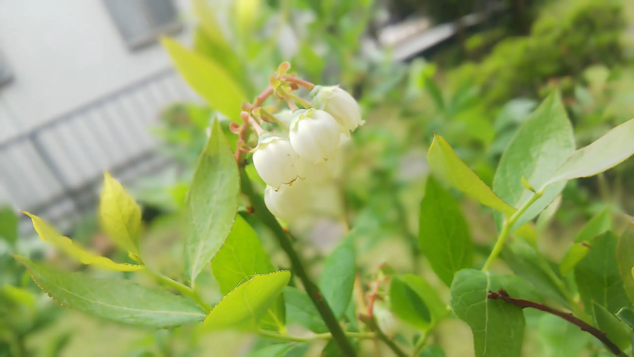 Dango than Hana? | Gallery posted by あずきき | Lemon8