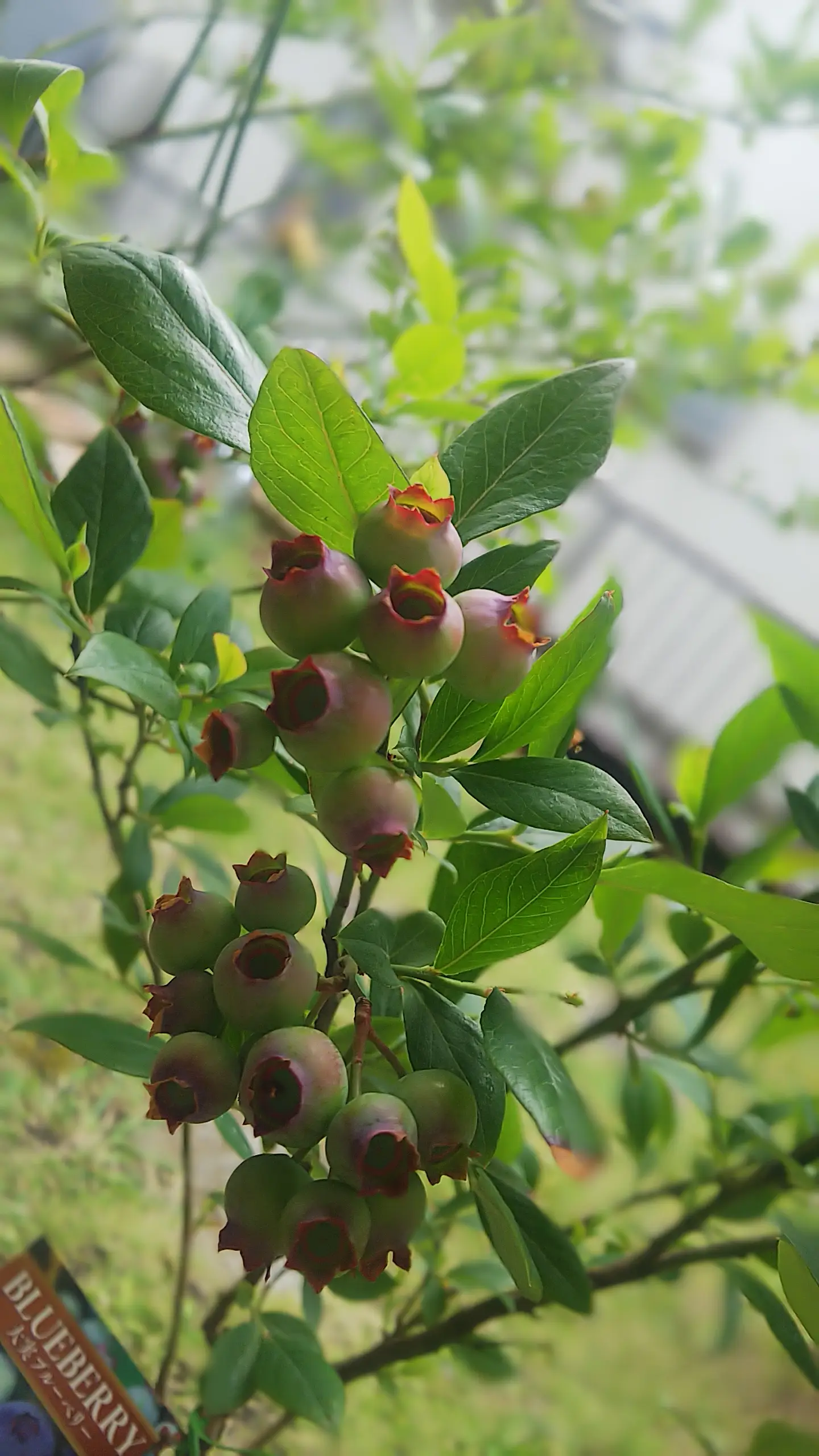 Dango than Hana? | Gallery posted by あずきき | Lemon8