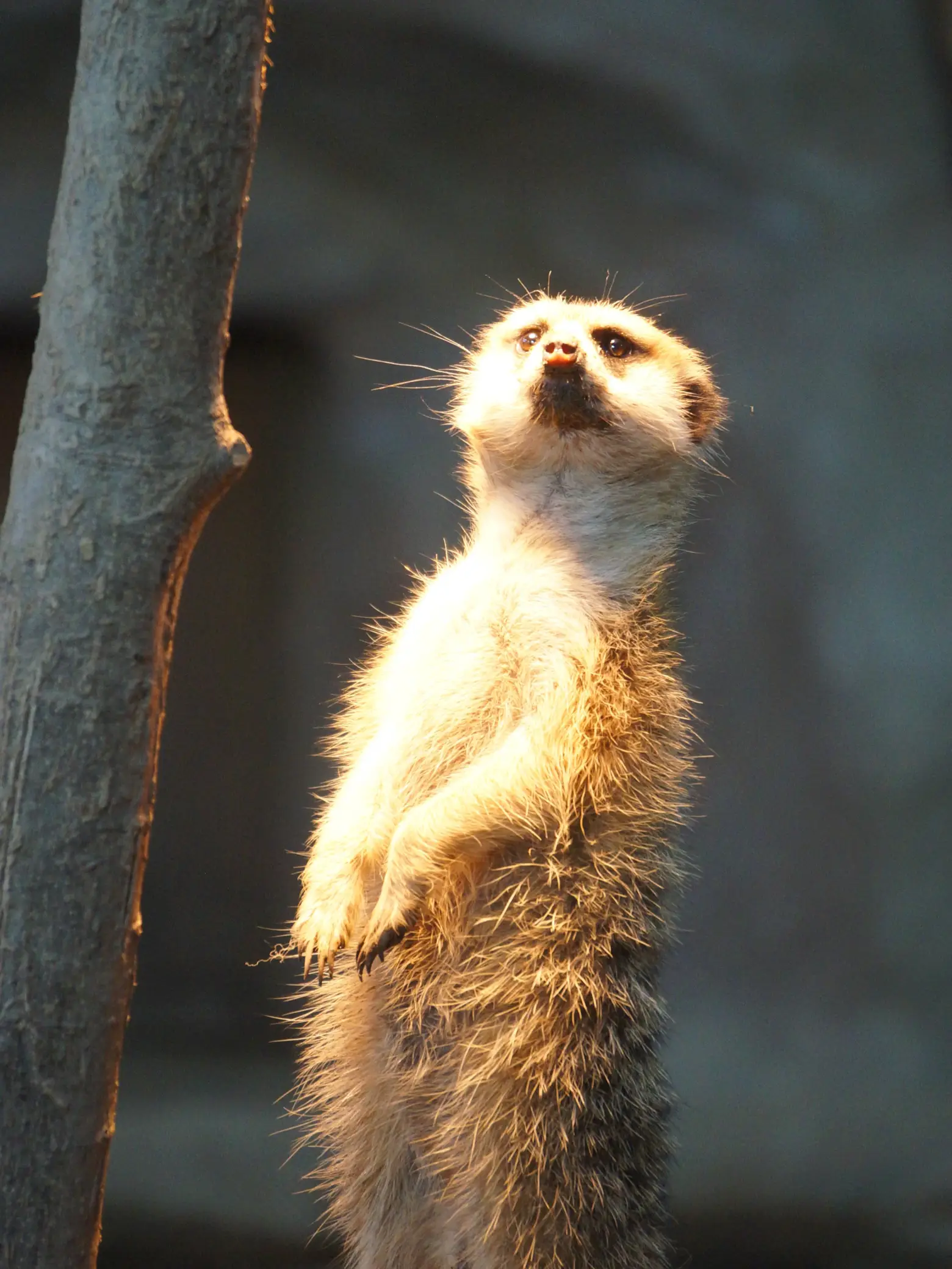 [Nasu] Nasu Animal Kingdom | Gallery posted by Shima | Lemon8