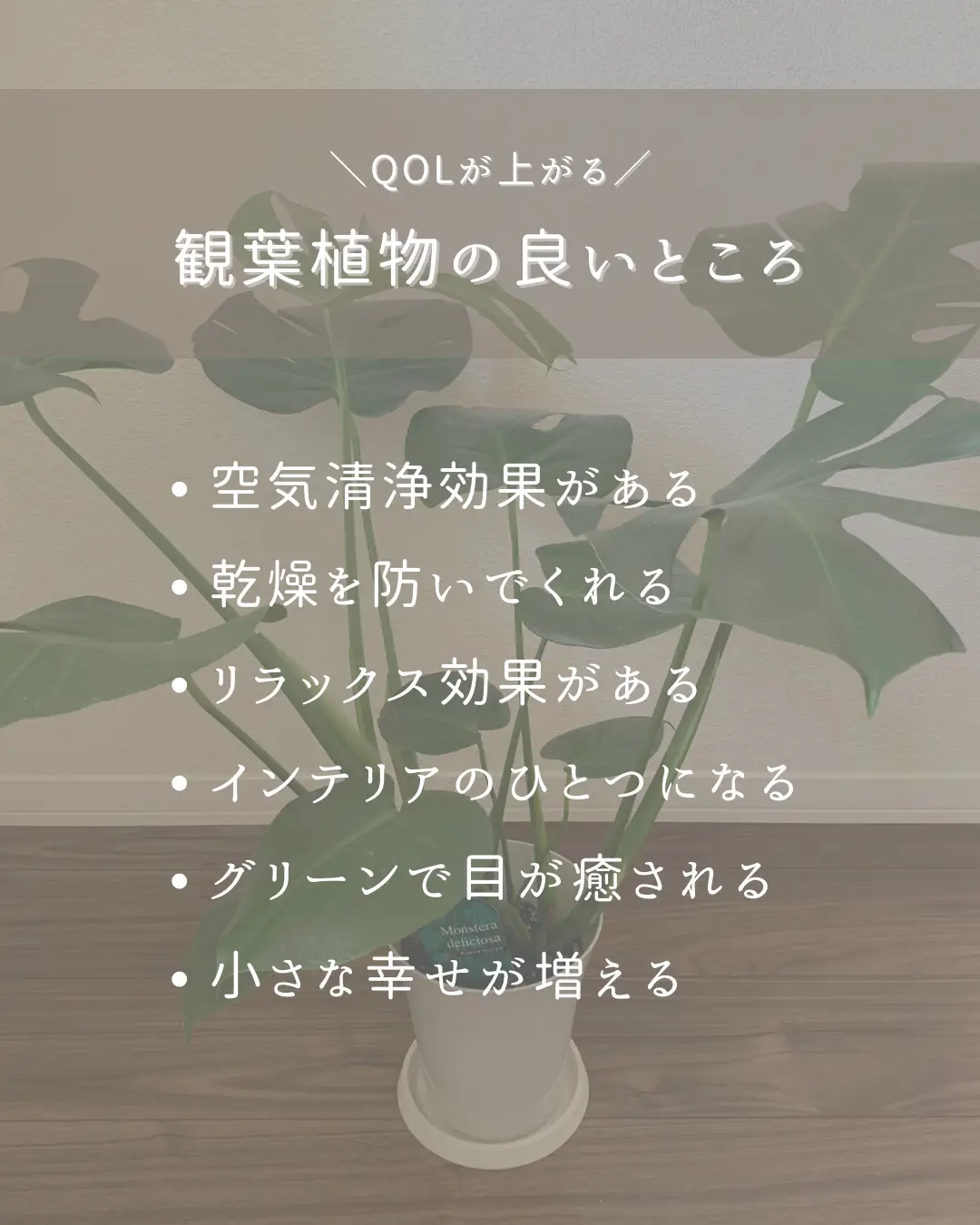 【観葉植物でQOLを上げよう】 | ai_lifestyleが投稿したフォトブック | Lemon8