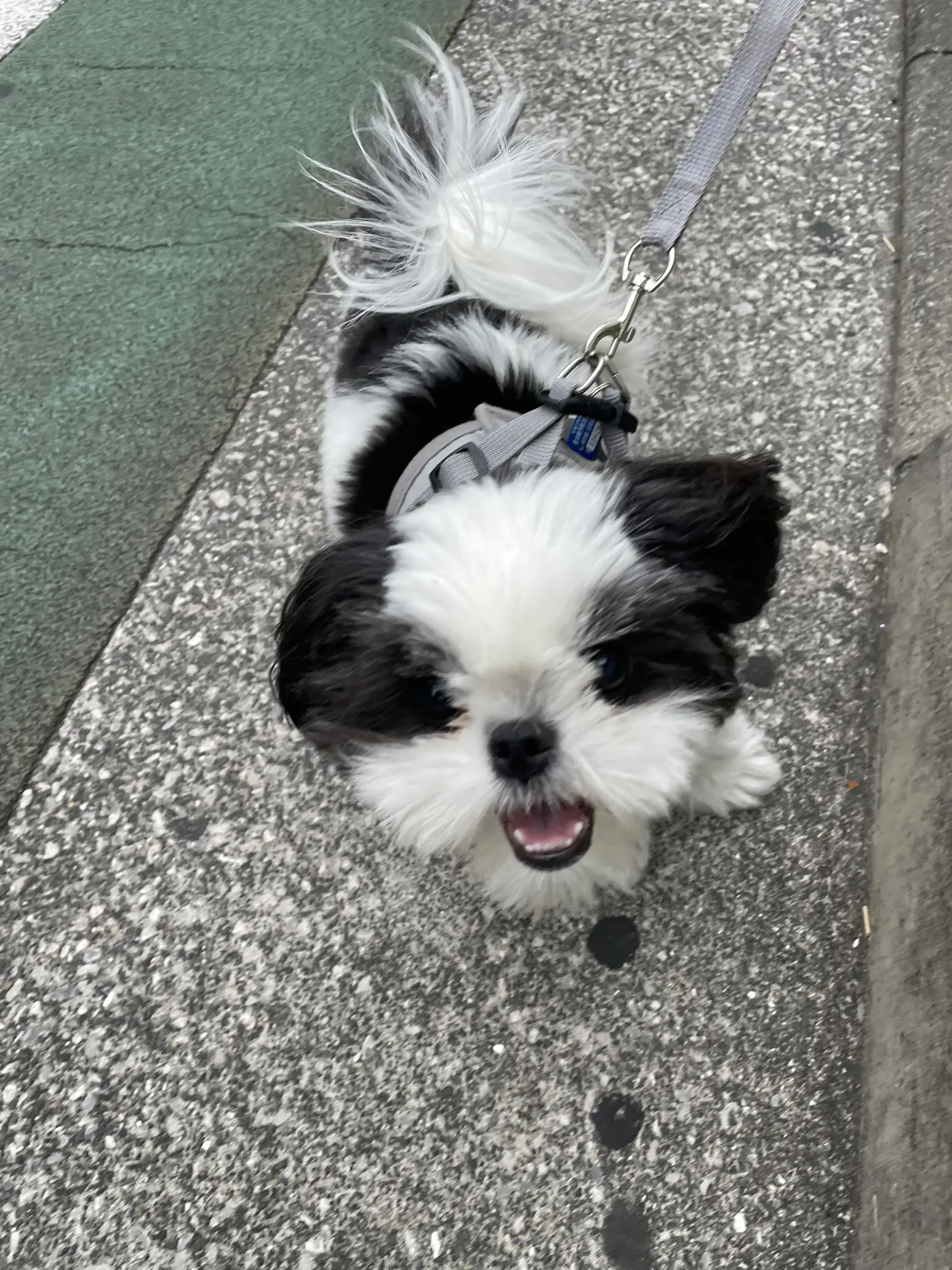 Japanese Chin Maltese Mix