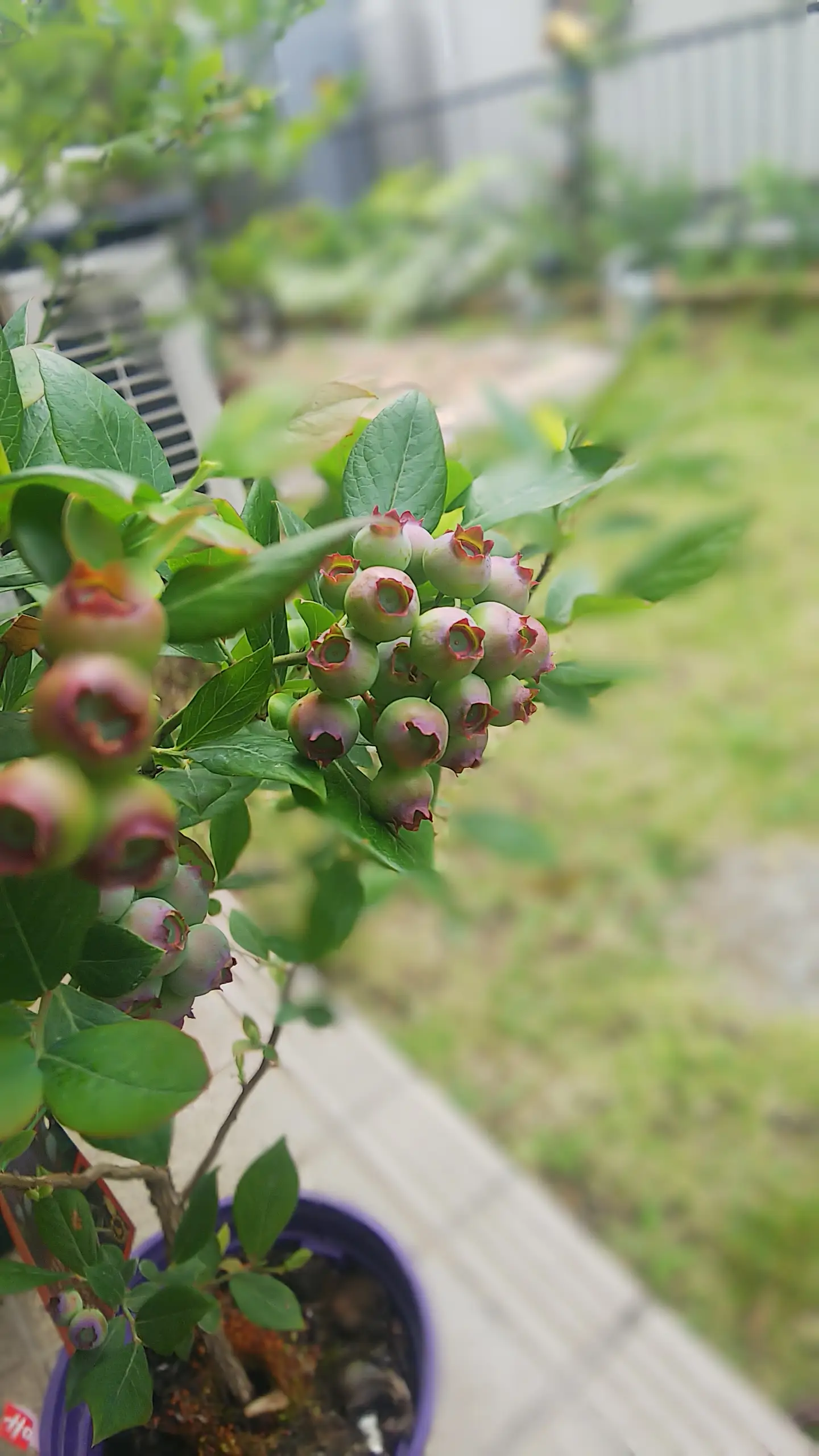 Dango than Hana? | Gallery posted by あずきき | Lemon8