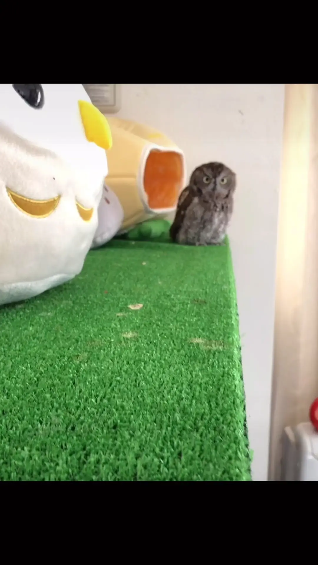 Sweet owl | KuuOwlの投稿動画 | Lemon8