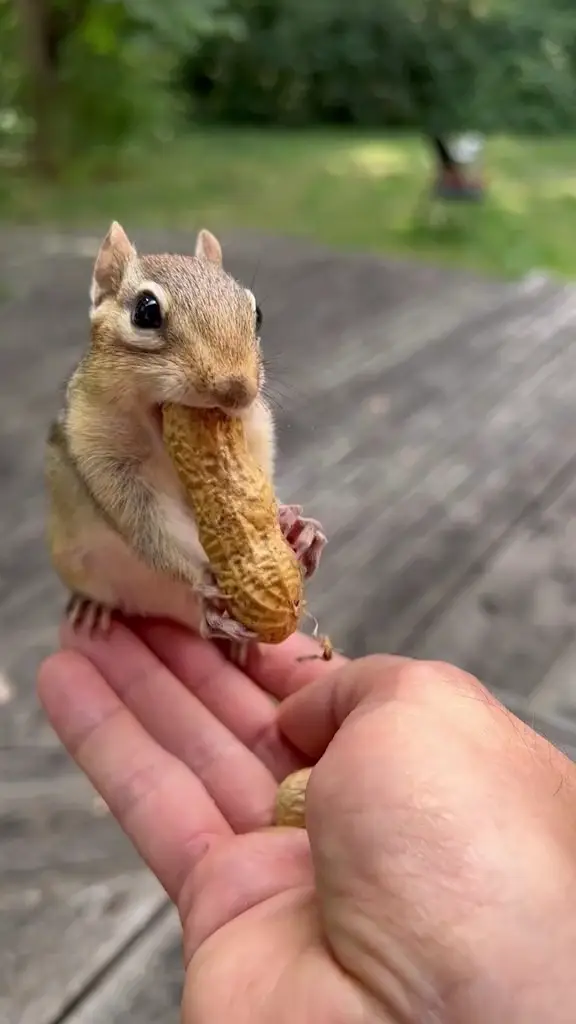 | Video published by Pets Lovers | Lemon8