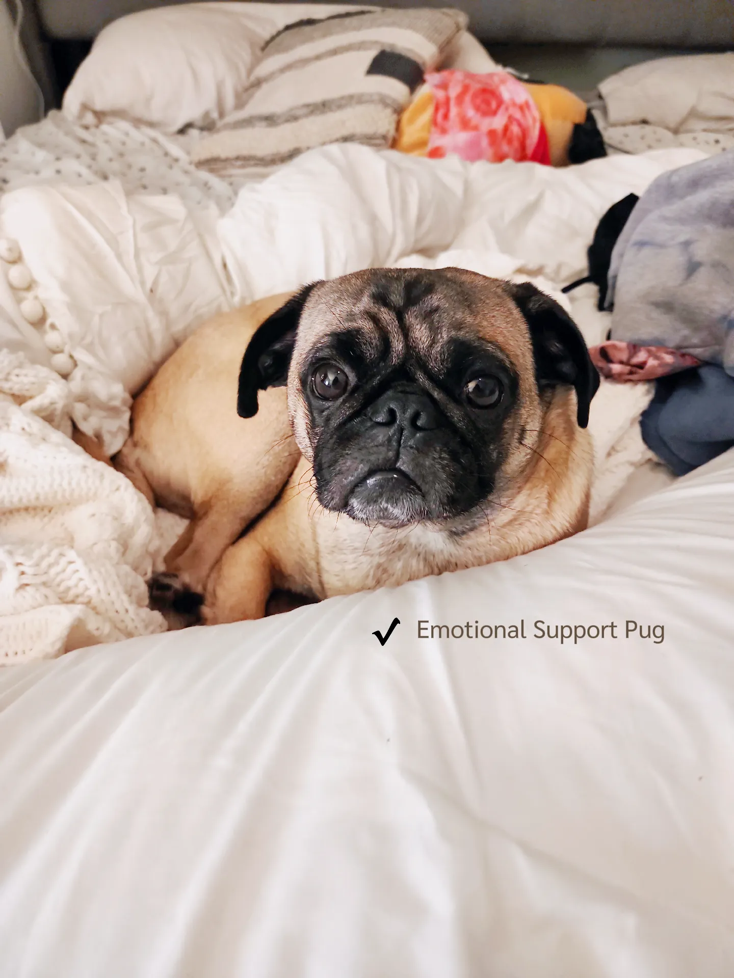 The Perfect Companion 🐶 | Gallery posted by KAY 🦋 | Lemon8