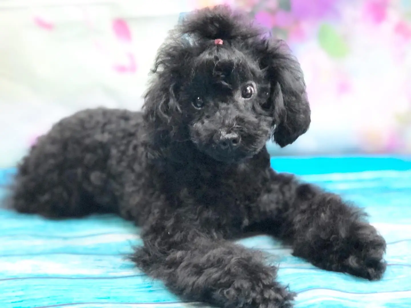 トイプードル(ブラック)女の子 | pandora_poodleが投稿したフォトブック | Lemon8