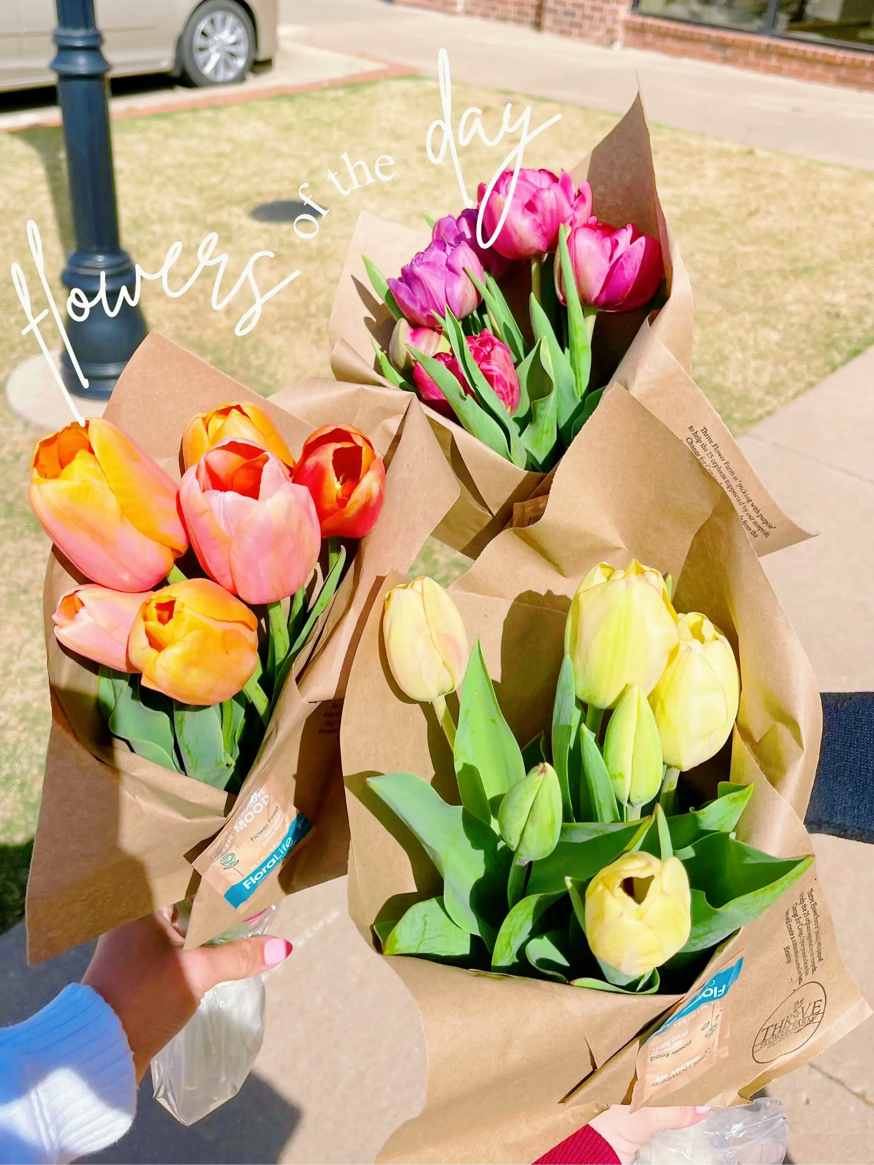 FLOWERS OF THE DAY 🌷 | Gallery posted by reagan sims | Lemon8