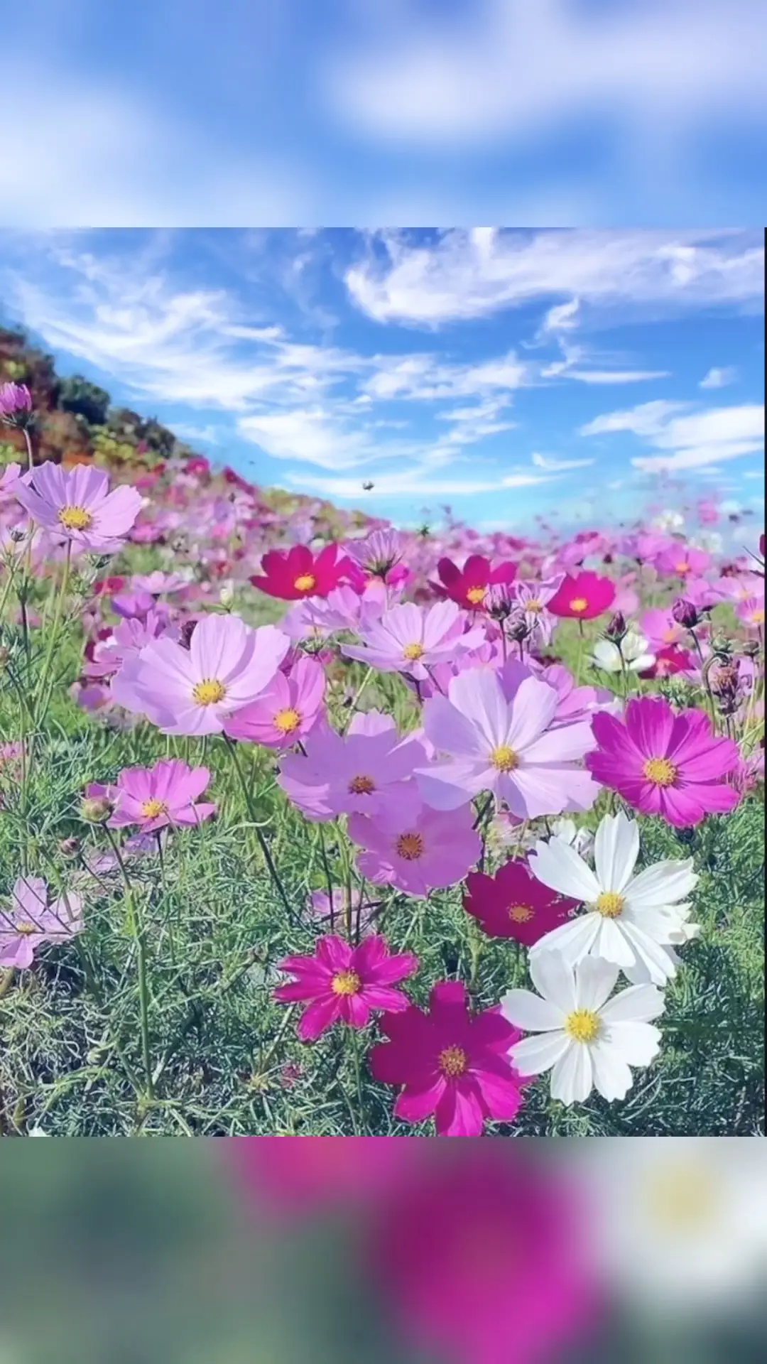 Beautiful Flowers | Video published by MuMu&Jo | Lemon8