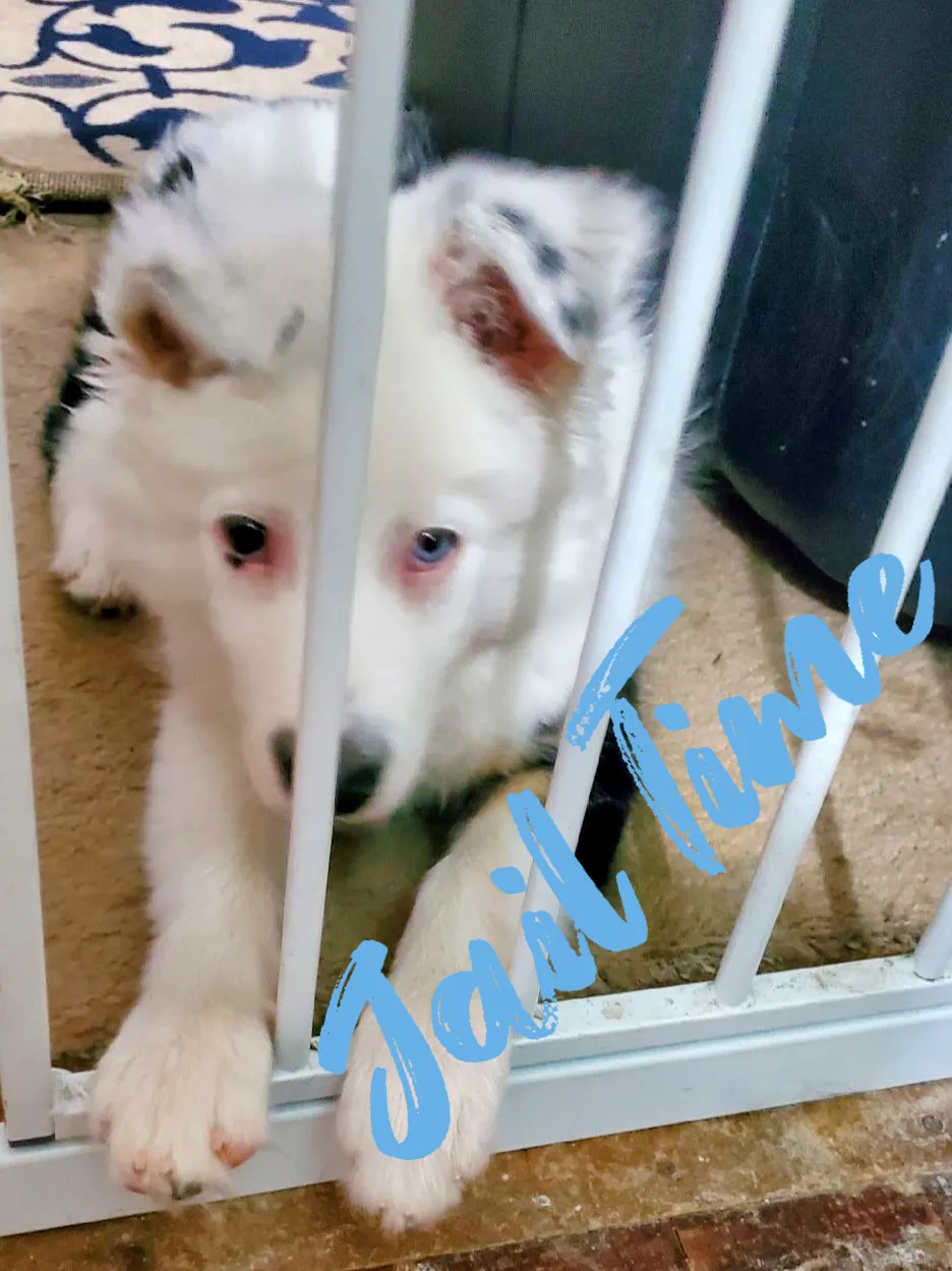 Sylvie 🐾 | Gallery posted by Sissy 🍋 | Lemon8