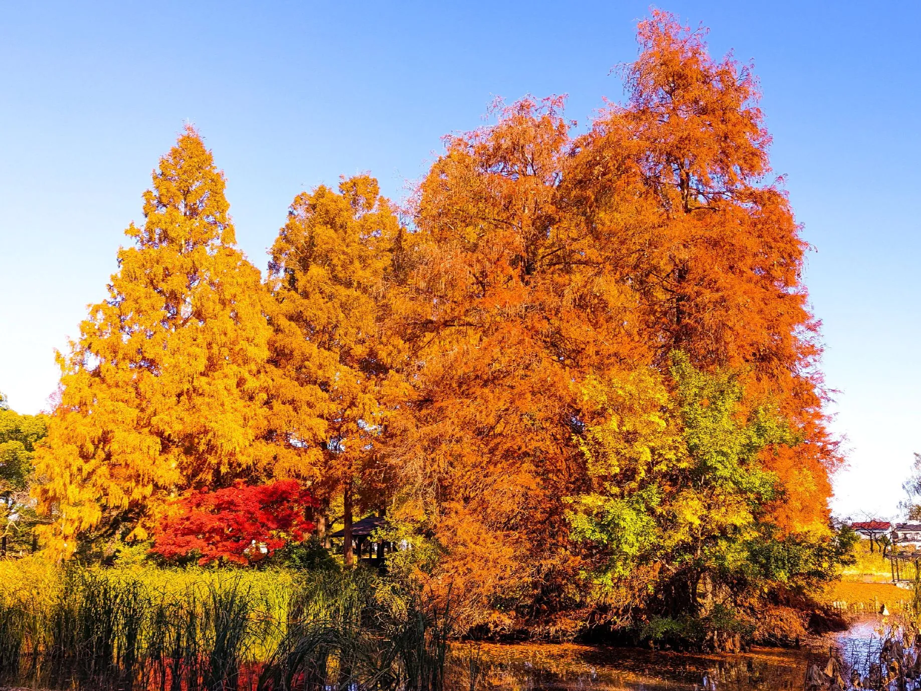 There are red leaves in Shuimen Park. | Gallery posted by JK1LQR/1 | Lemon8