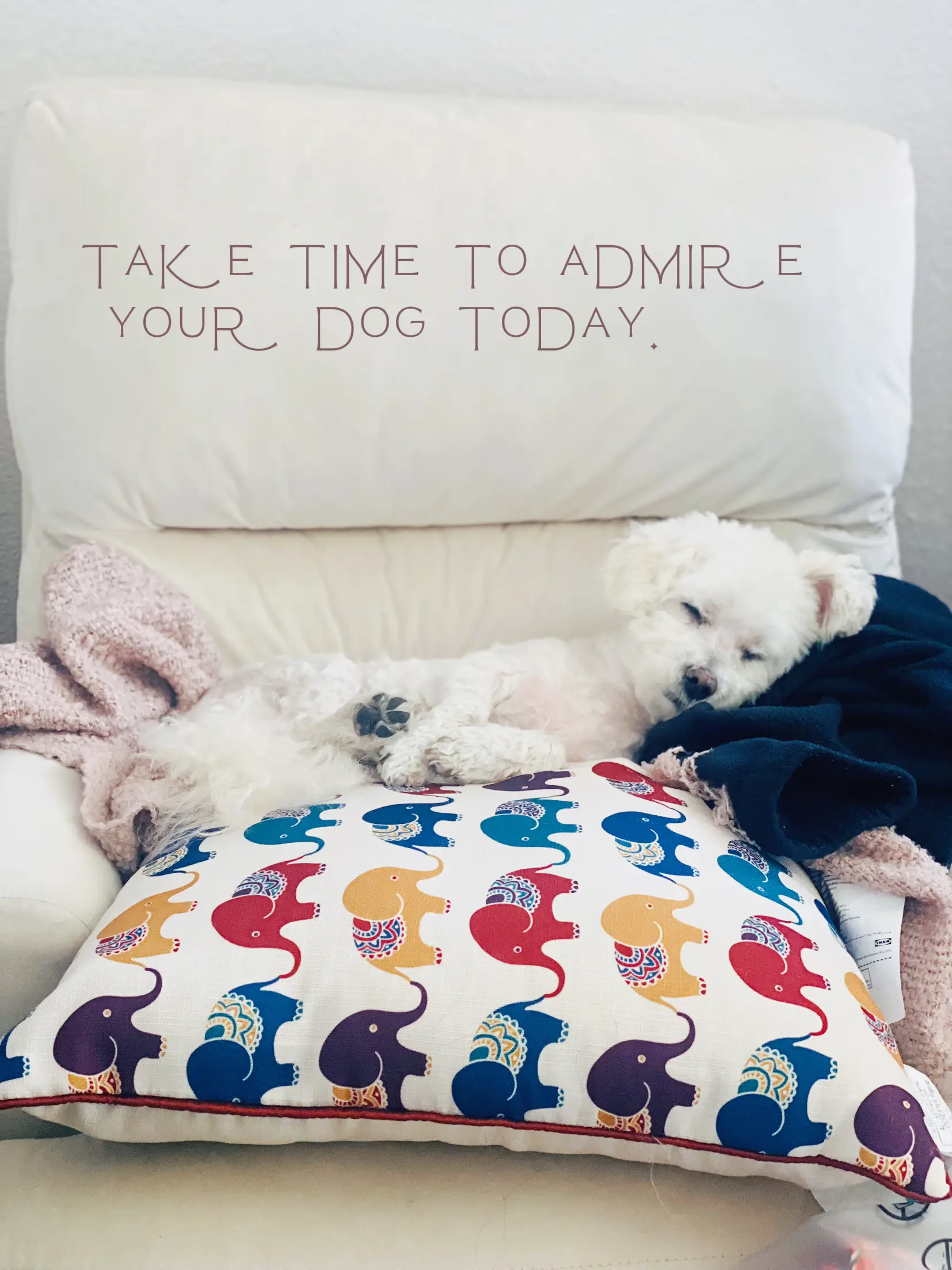 Have you smiled at your dog today? | Gallery posted by Amber | Lemon8