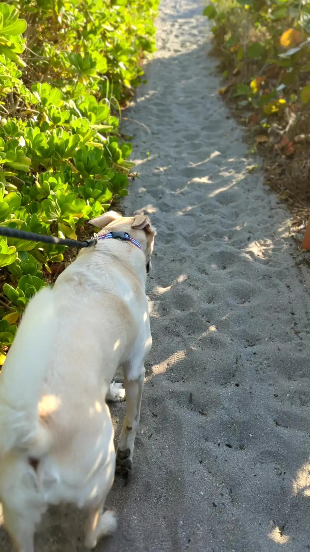 best beach to walk your dog 🤫 | Video published by Sit&StayPetCare | Lemon8