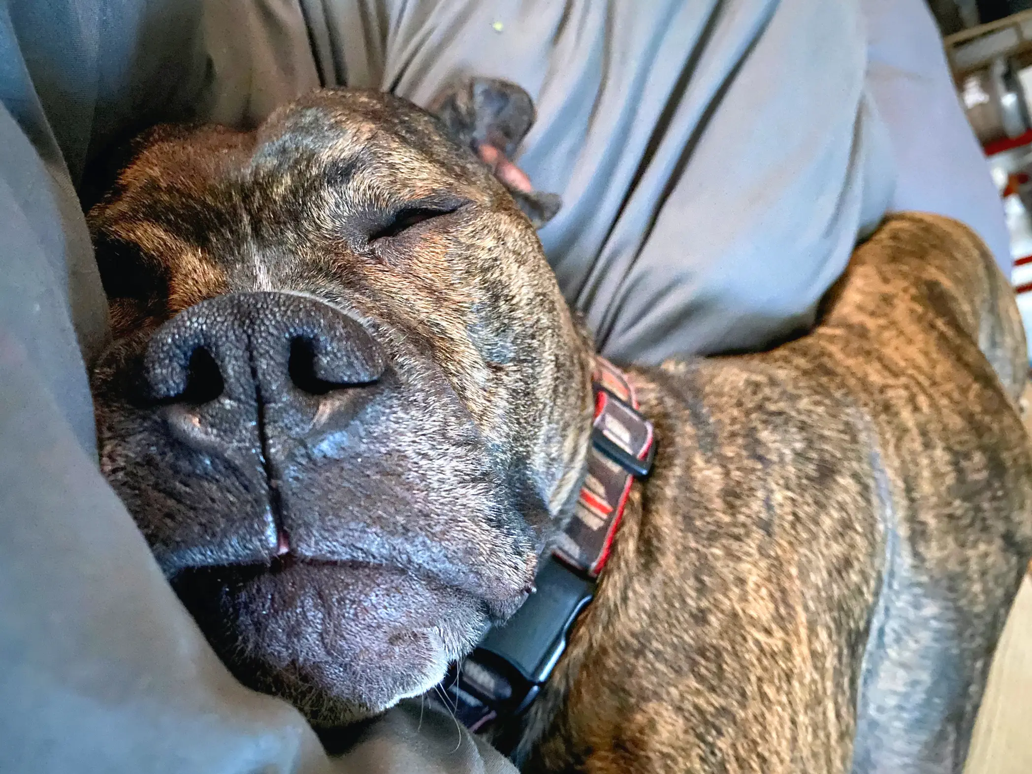 Archie, aka Mr. Pibbles, Pibble head, pibs. | แกลเลอรีที่โพสต์โดย ...