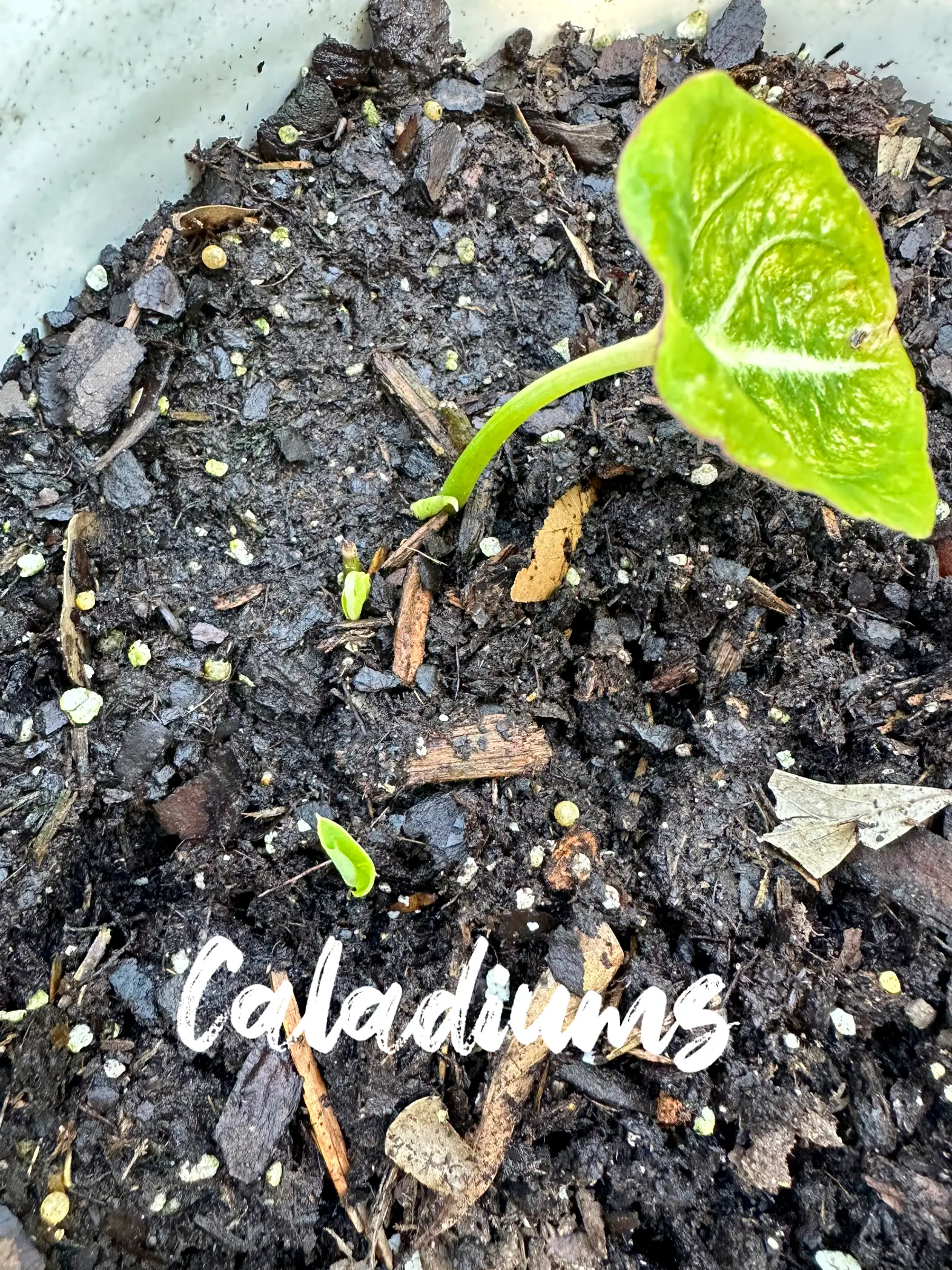 Spring Garden 2023 | Gallery posted by Scout Baker | Lemon8