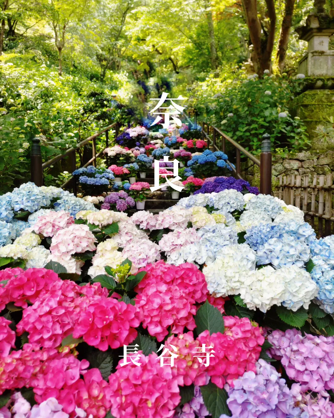 【階段の紫陽花が圧巻】 | mari_ponが投稿したフォトブック | Lemon8