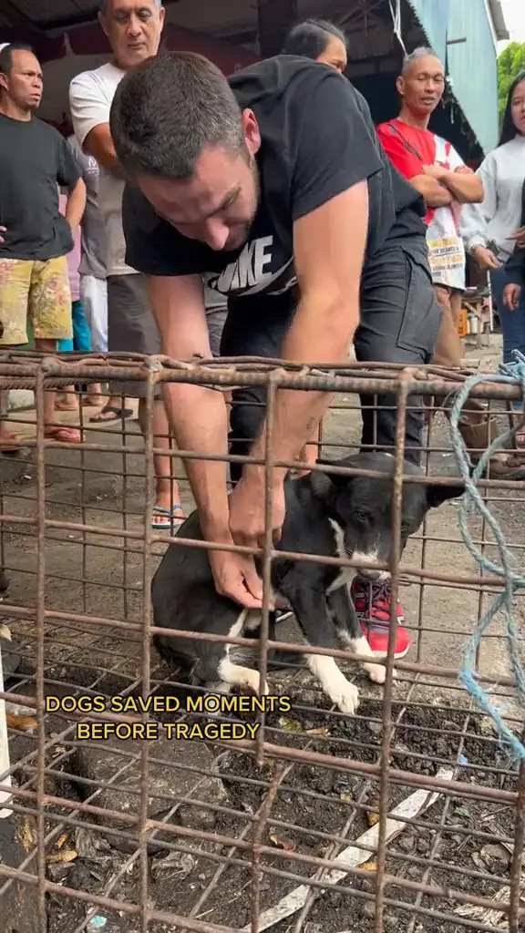 BREAKING NEWS VIRAL DOG RESCUE FYP | วิดีโอที่เผยแพร่โดย DOG SAVIOR | Lemon8