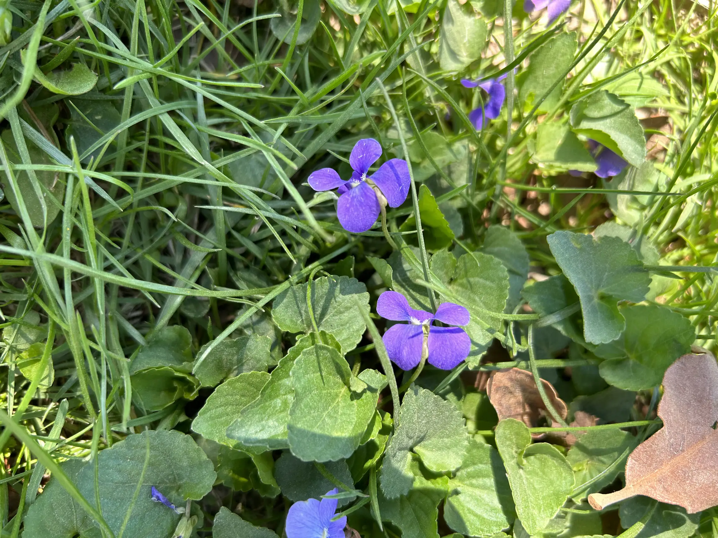 Spring Violets are Making Me Happy! | Gallery posted by Mickie Mueller ...