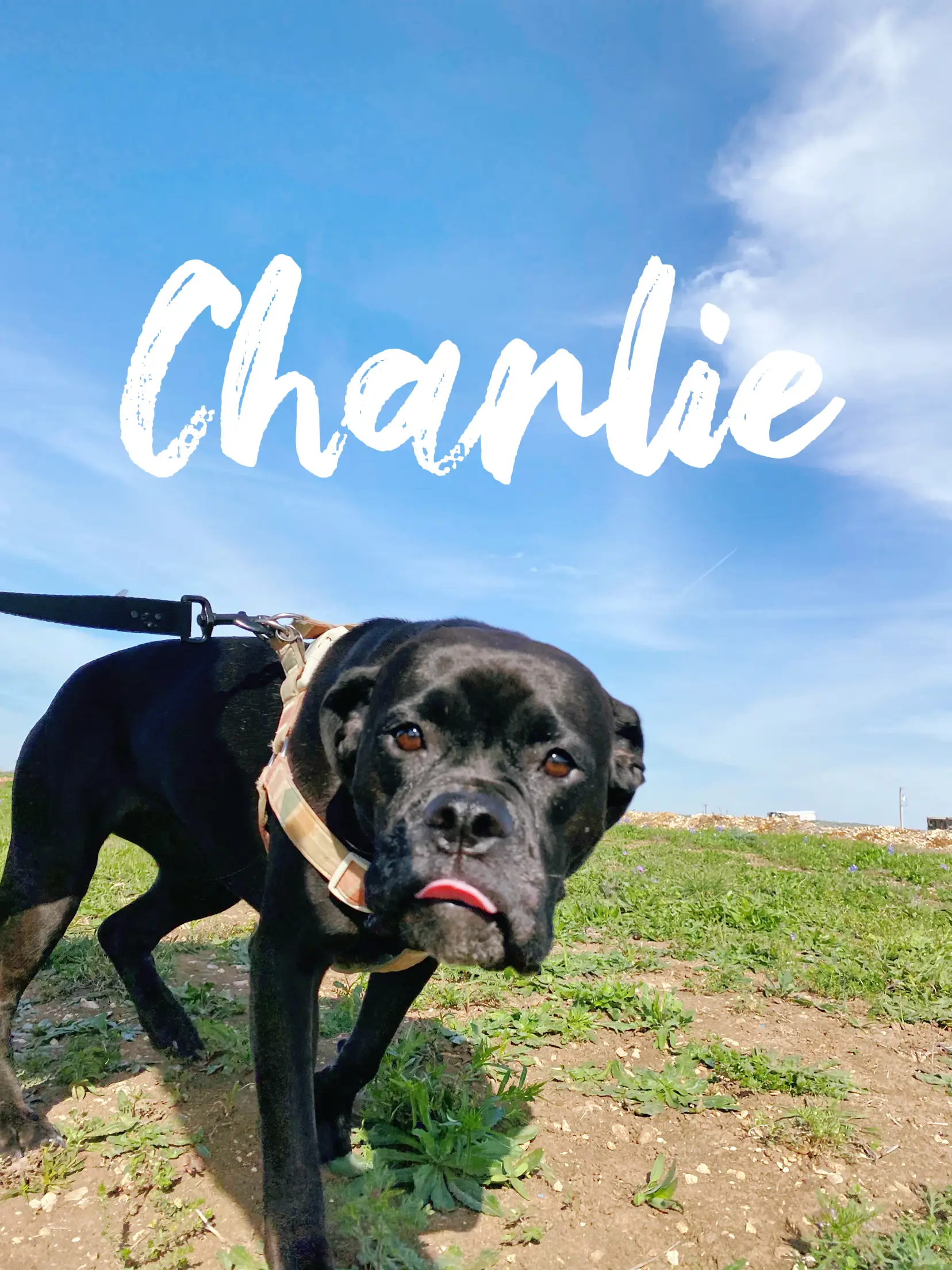 🐾 Meet the Pack 🐾 | แกลเลอรีที่โพสต์โดย The Culpeeps | Lemon8