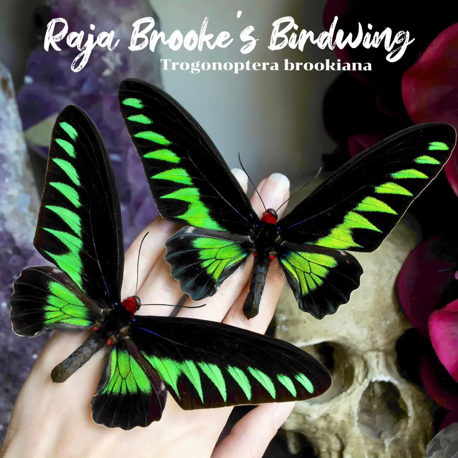 Rajah Brooke’s Birdwing | Gallery posted by Butterfly Babe | Lemon8