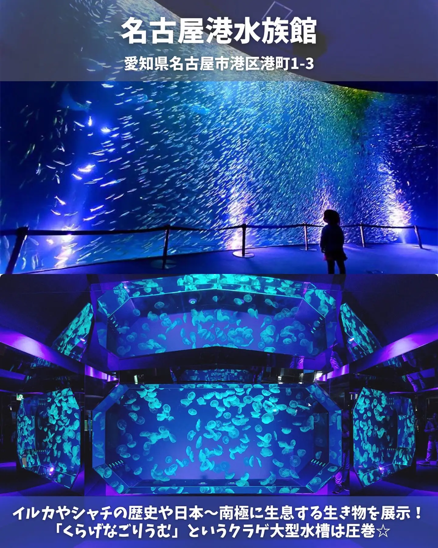 【カップルおすすめ🫶🏻】全国のおすすめ水族館🐳🫧 | TABILMO /旅行情報 ️が投稿したフォトブック | Lemon8
