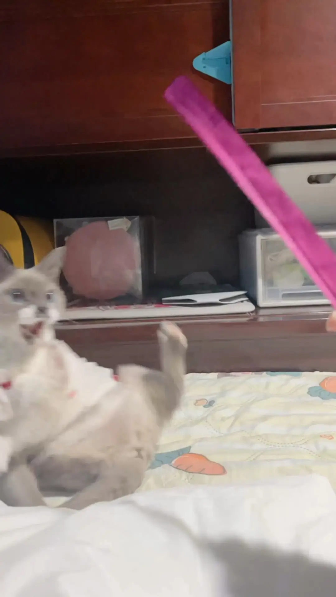 バカです🤣 | FUFUの投稿動画 | Lemon8