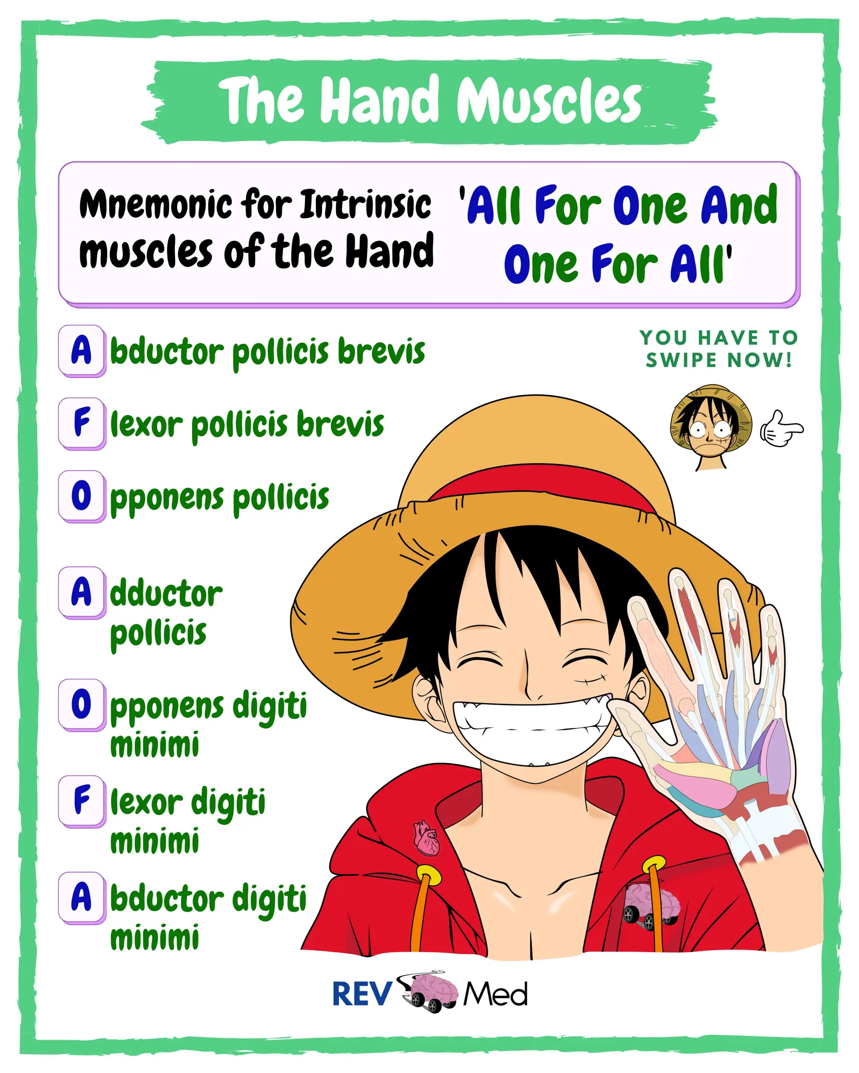 Mnemonic for Hand Muscles by Luffy! | Gallery posted by REV MED | Lemon8