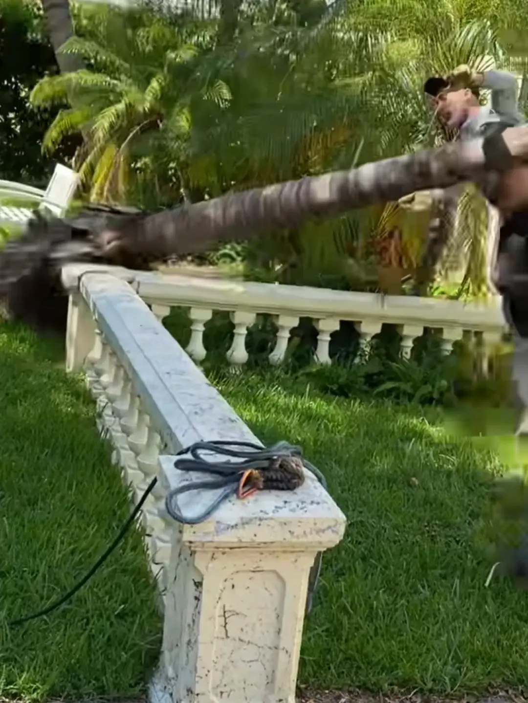 WATCH before you think about cutting down a tree! | Video published by Adela Philipson | Lemon8