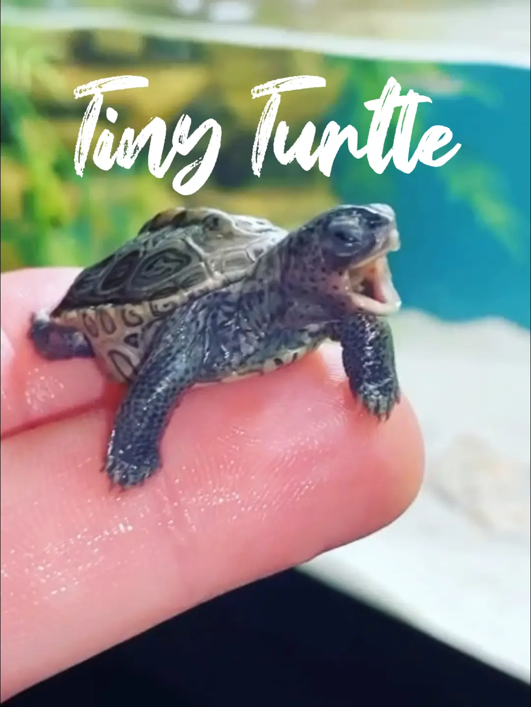 Tiny Turtle🐢 | Video published by Tommys_reptiles | Lemon8