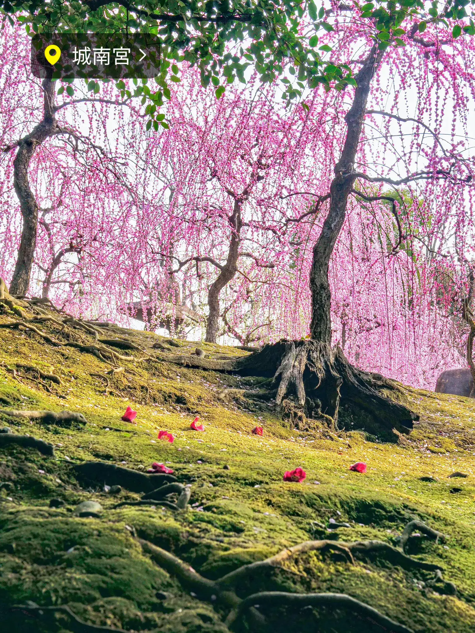 Kansai Plum Famous Place 】 Weeping Plum and Falling Camellia (Kyoto ...