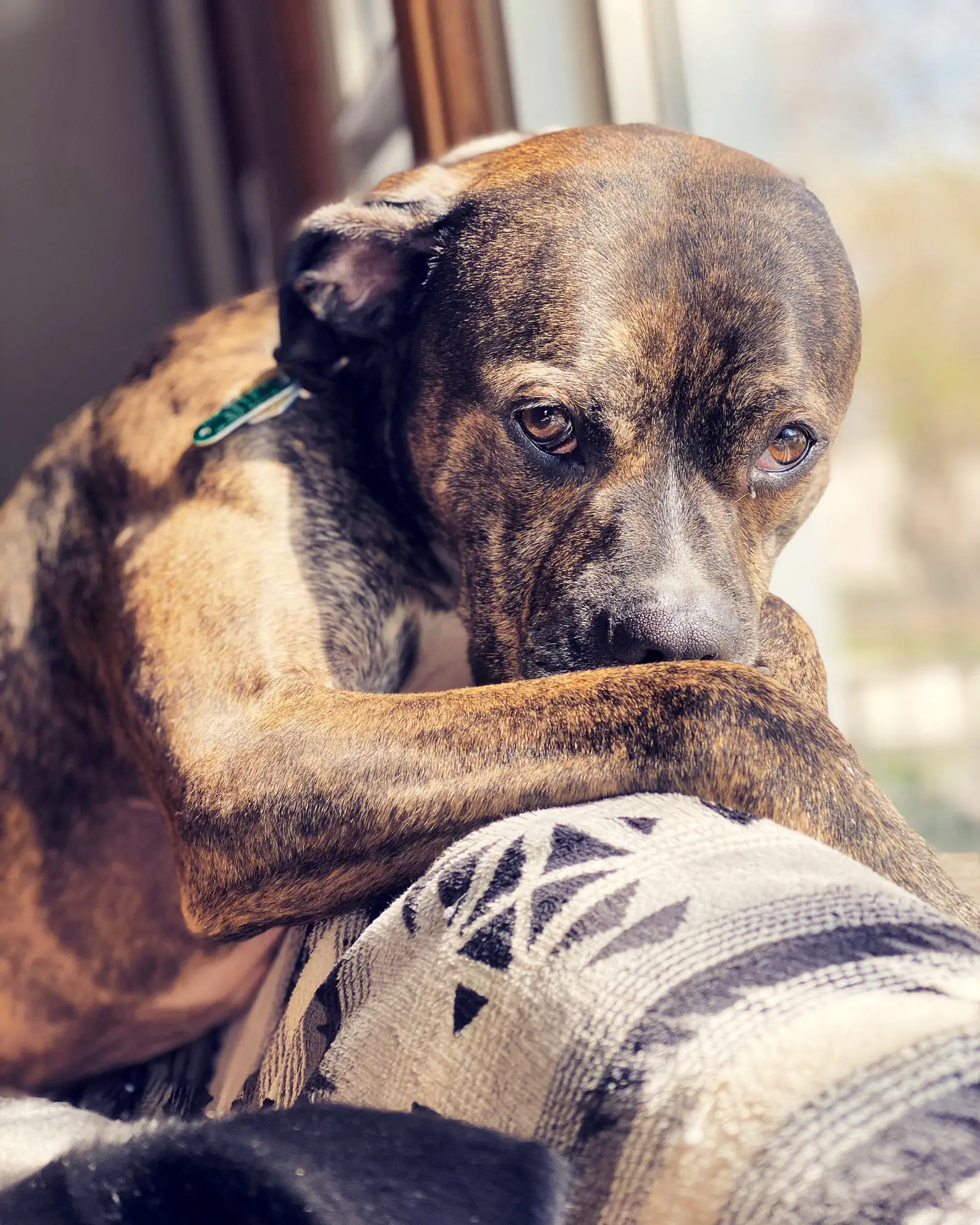 Archie, aka Mr. Pibbles, Pibble head, pibs. | แกลเลอรีที่โพสต์โดย ...