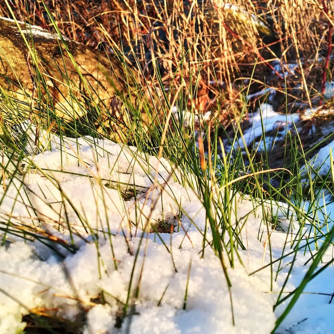 Grass and snow on the beach | Gallery posted by webakira | Lemon8