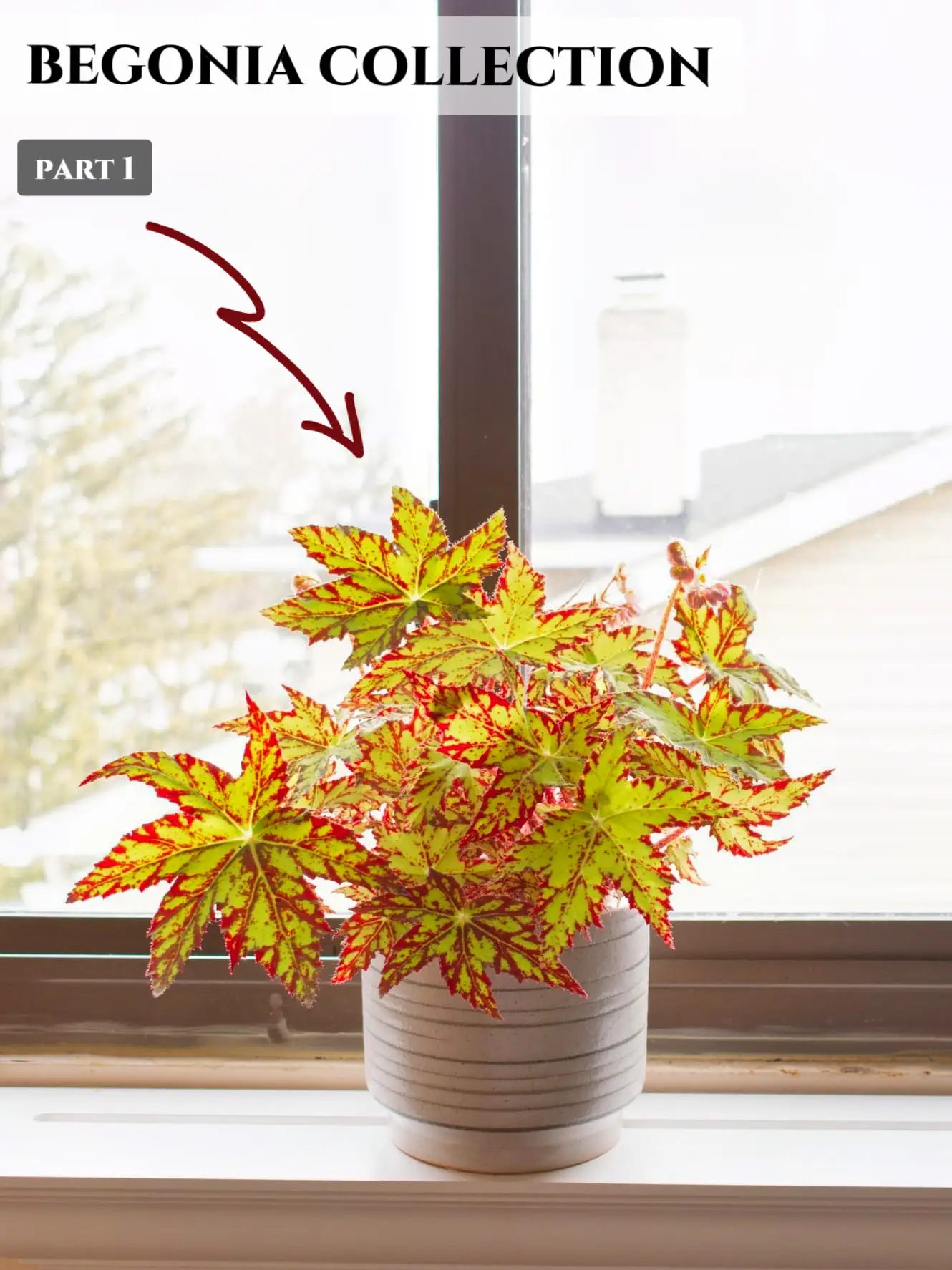 Maple leaf begonia x eyelash | Gallery posted by Andrea Wilhelm | Lemon8