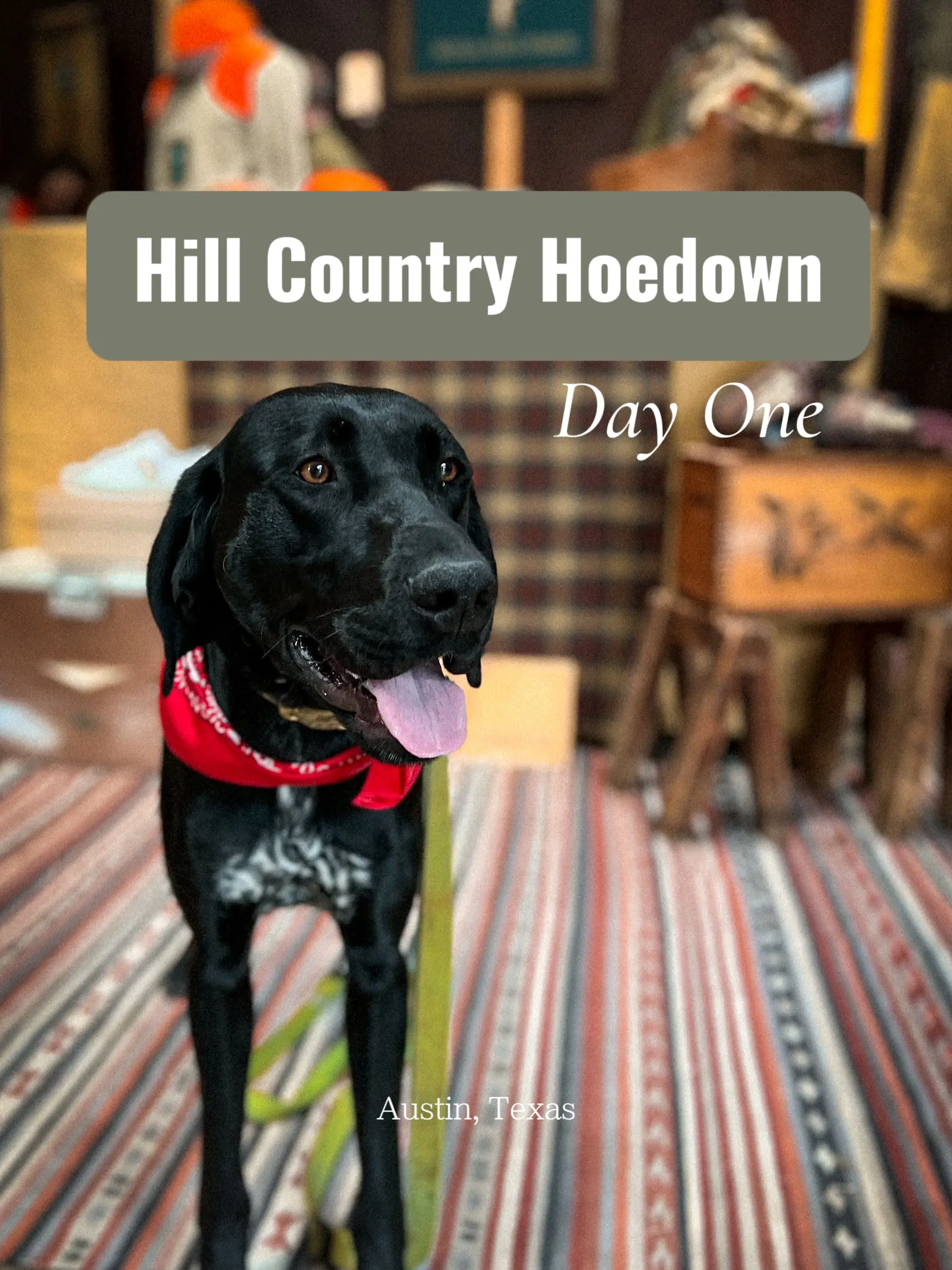 Day 1: Hill Country Hoedown in Austin, TX | Gallery posted by Kelsey 🐶🚗 ...
