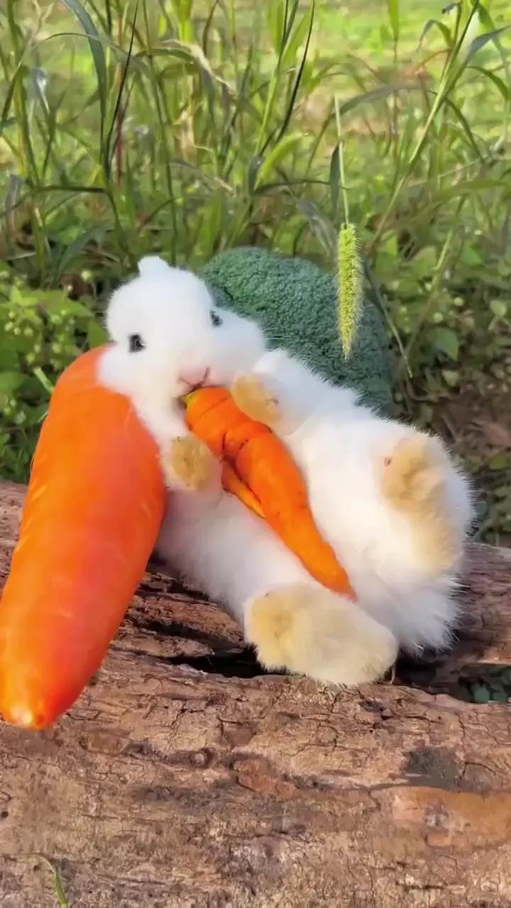 So sweet 🥰🥰🥰 | Animals ️の投稿動画 | Lemon8