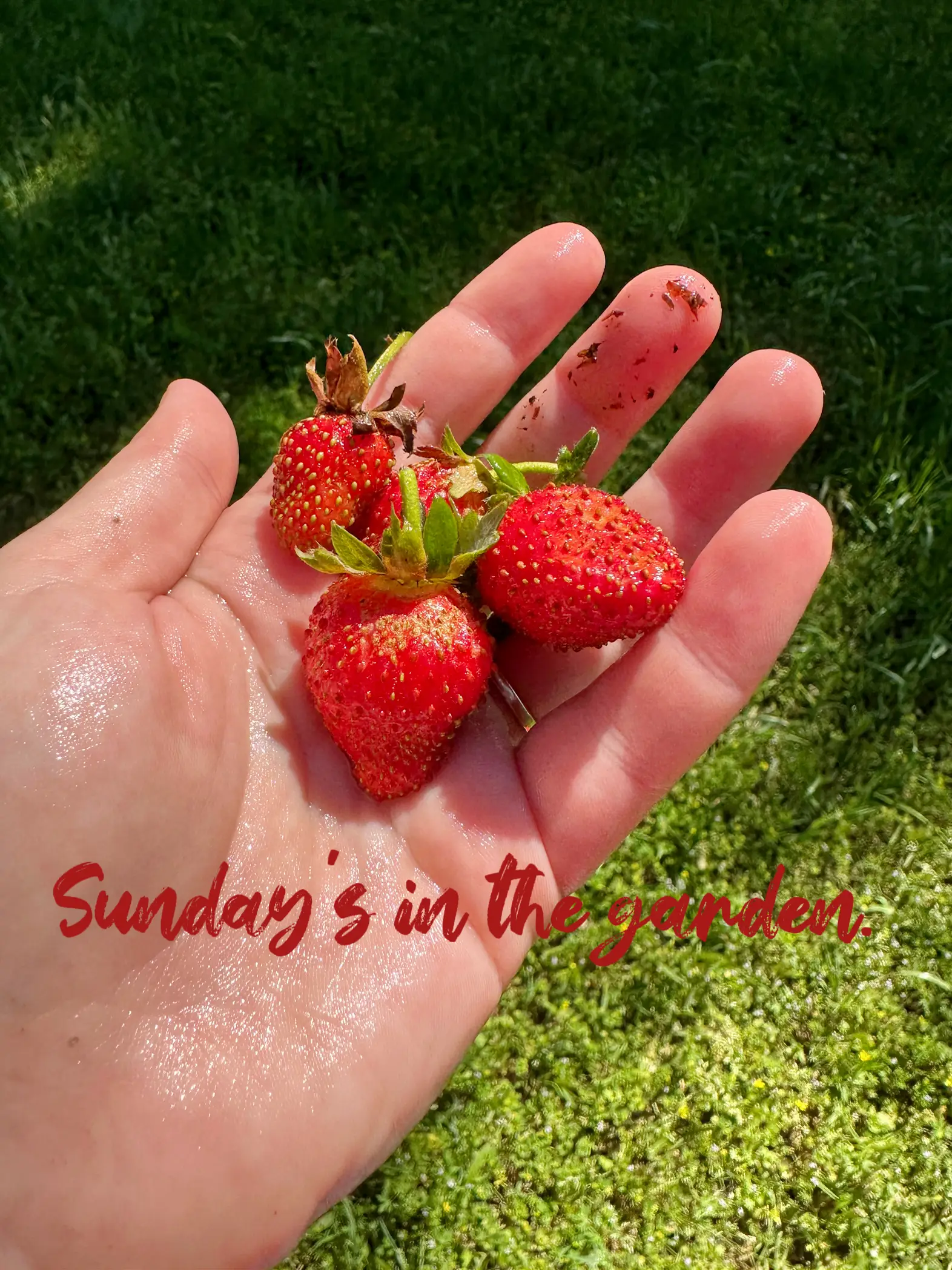 Spring Garden 2023 | Gallery posted by Scout Baker | Lemon8