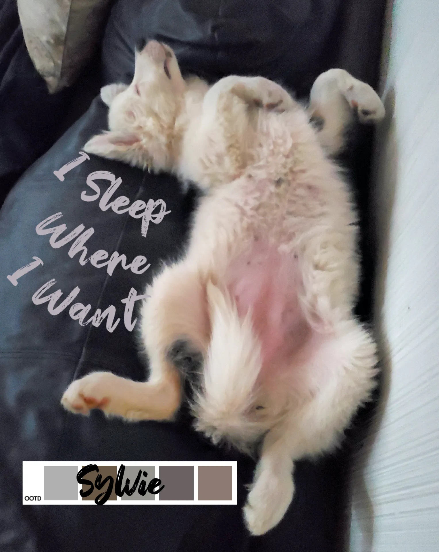 Sleepy Puppy 🐶 | Gallery posted by Sissy 🍋 | Lemon8