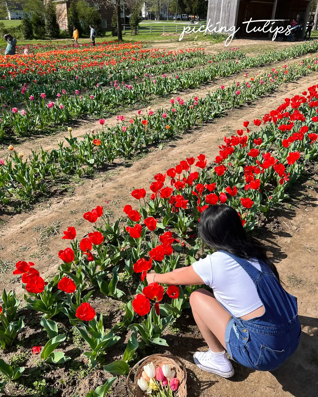 DAY IN MY LIFE: tulip farm 🌷 | Gallery posted by Angelina Khang | Lemon8