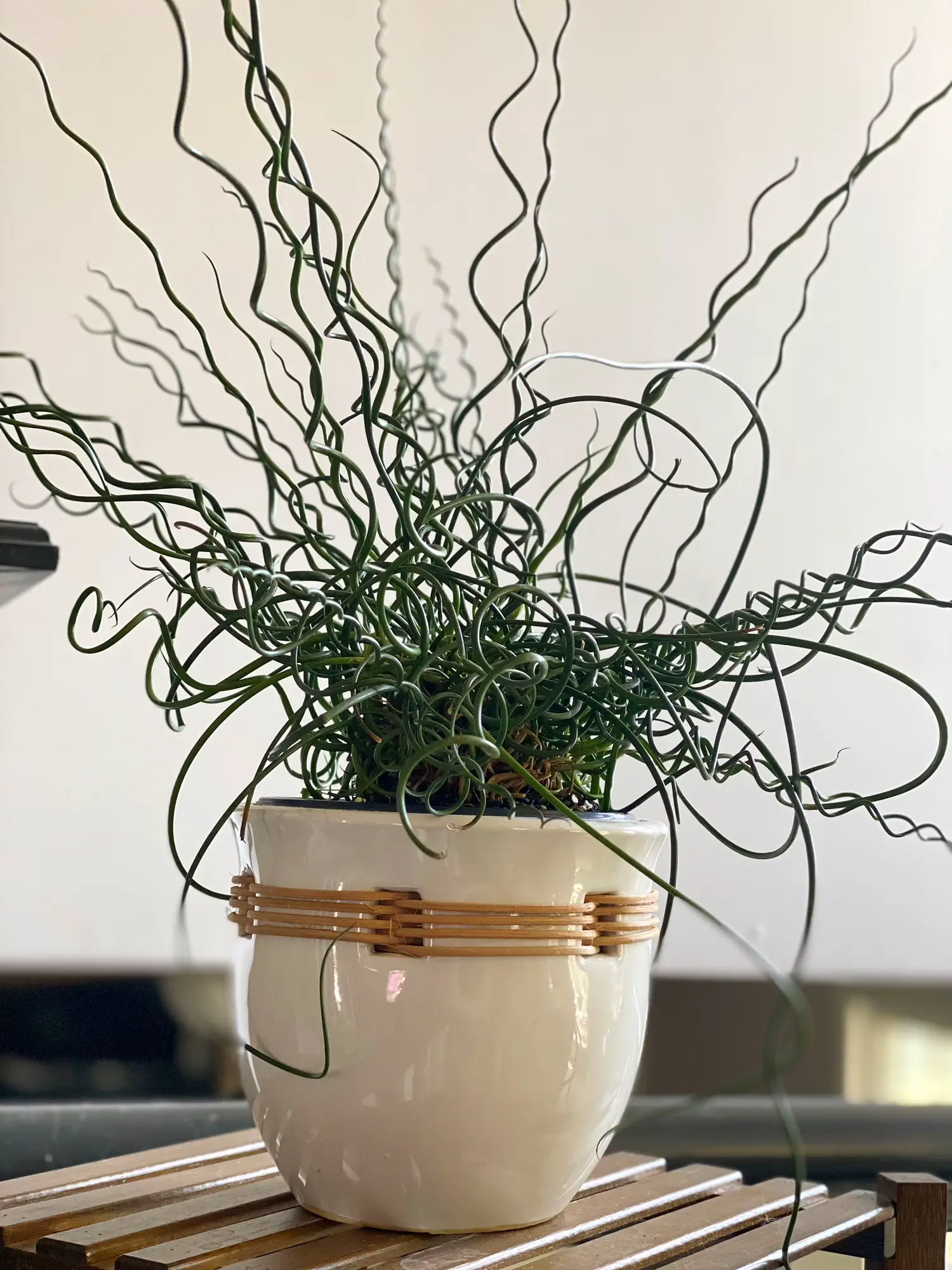 ~ Corkscrew Rush ~ | Gallery posted by Lindsay 🪴 | Lemon8