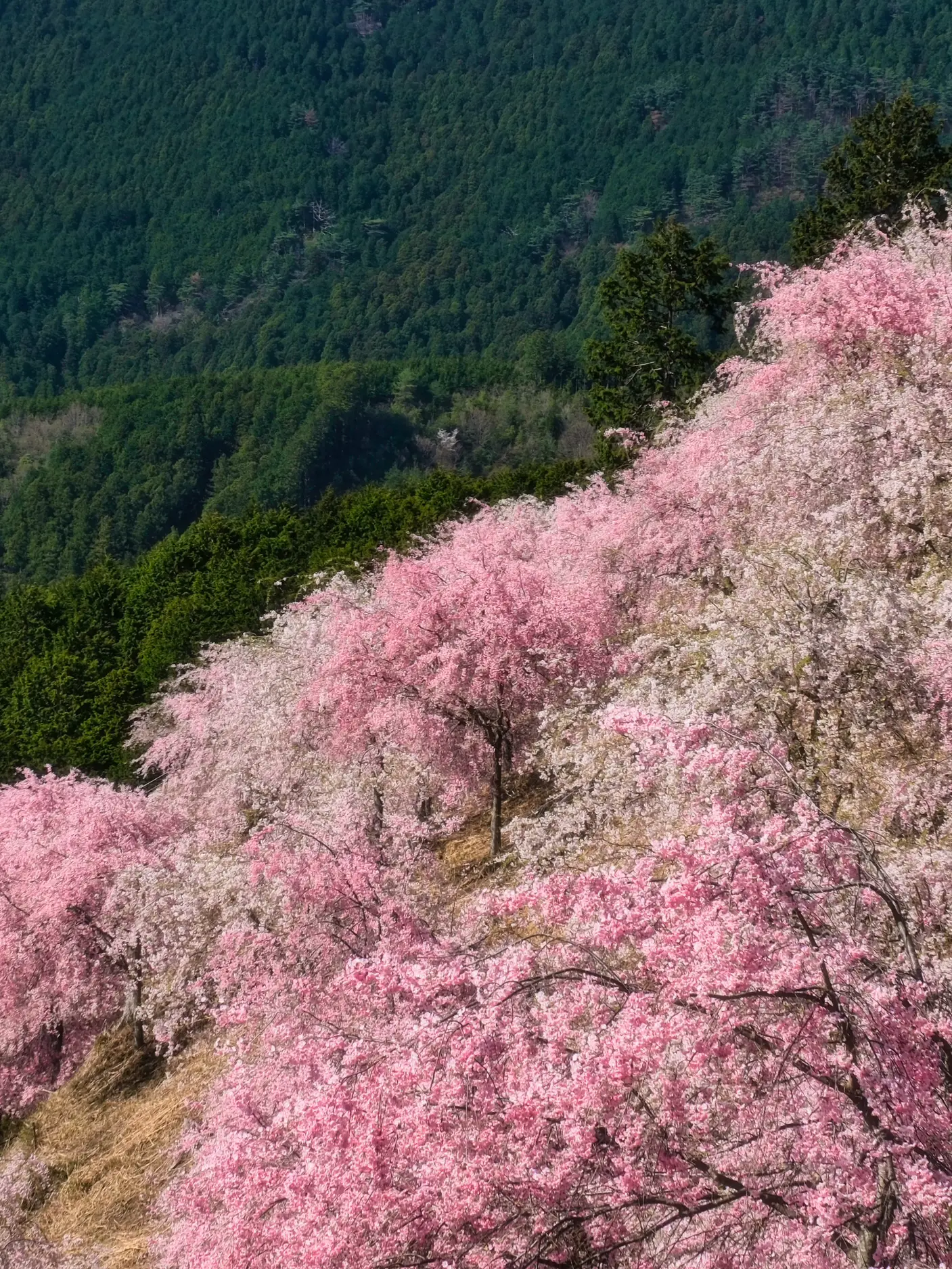 [Nara Prefecture] Takami-no-Sato, a sky garden 🌸 1000 weeping cherry blossoms in full bloom ...