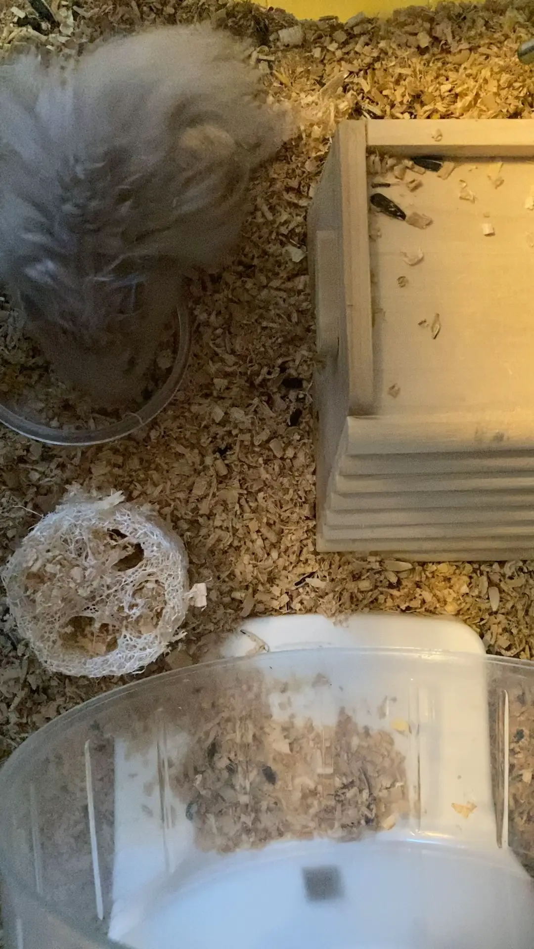 ♪(๑ᴖ ᴖ๑)♪ | วิดีโอที่เผยแพร่โดย oya | Lemon8